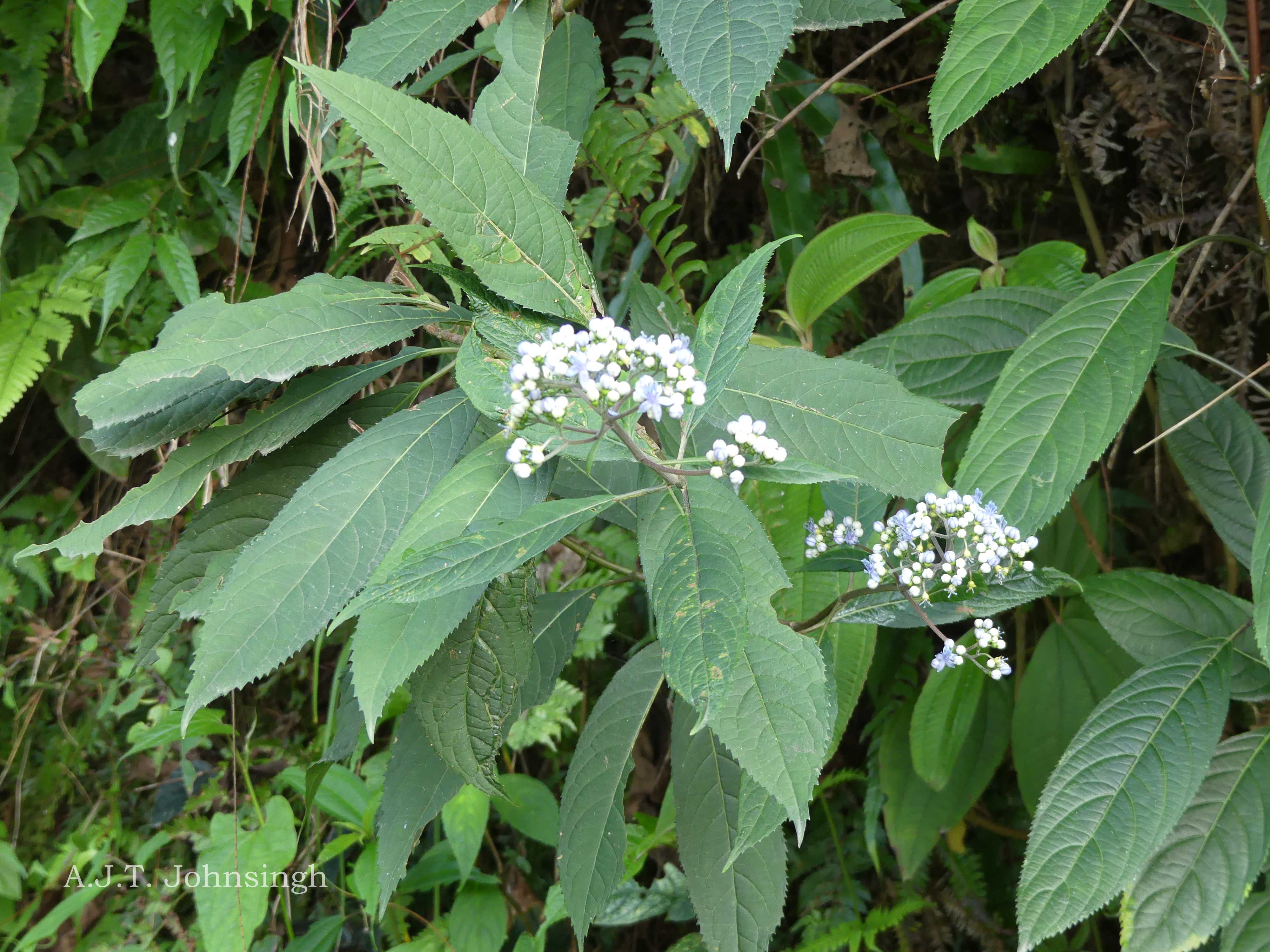 India Flora Online