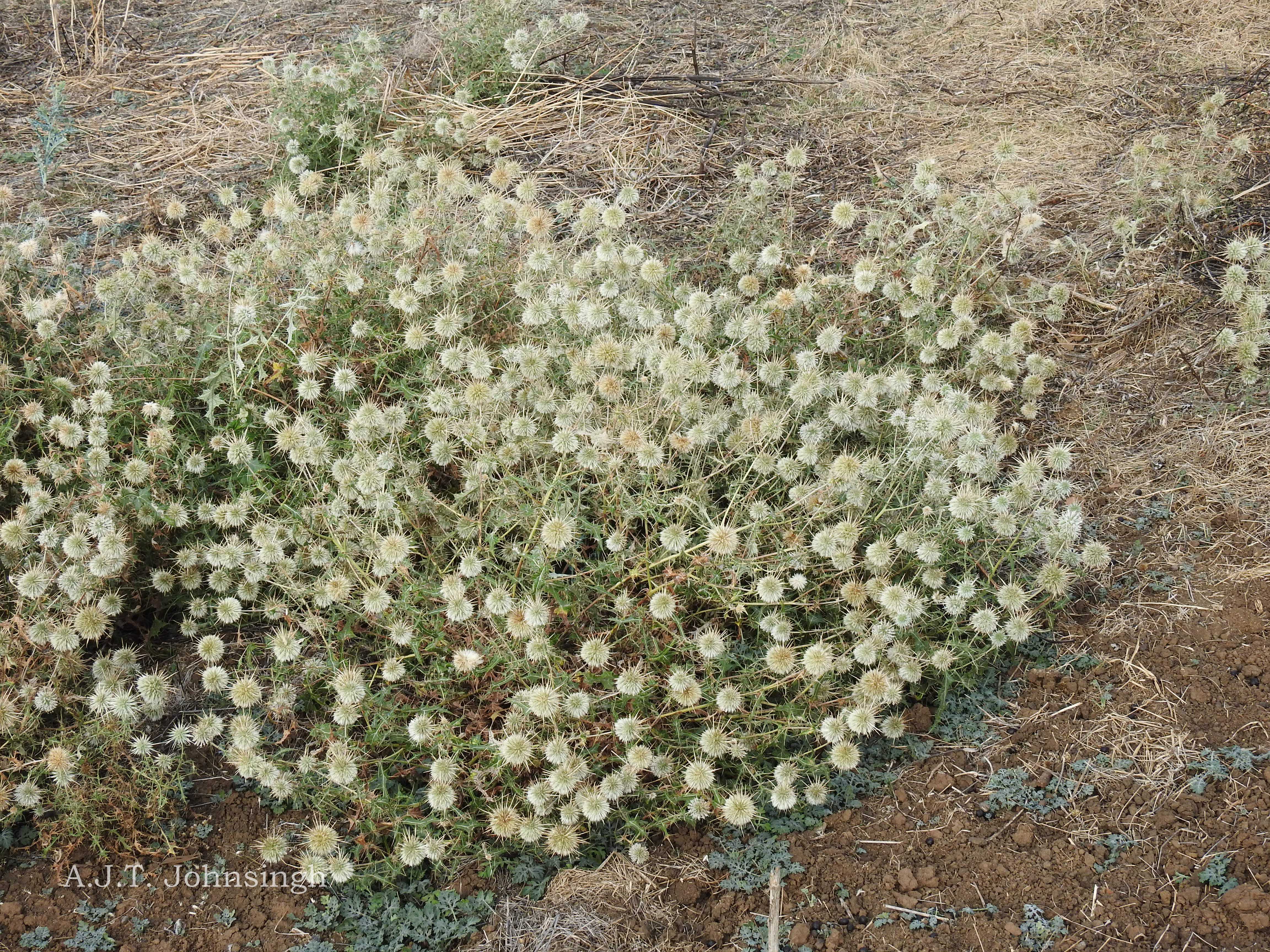 India Flora Online