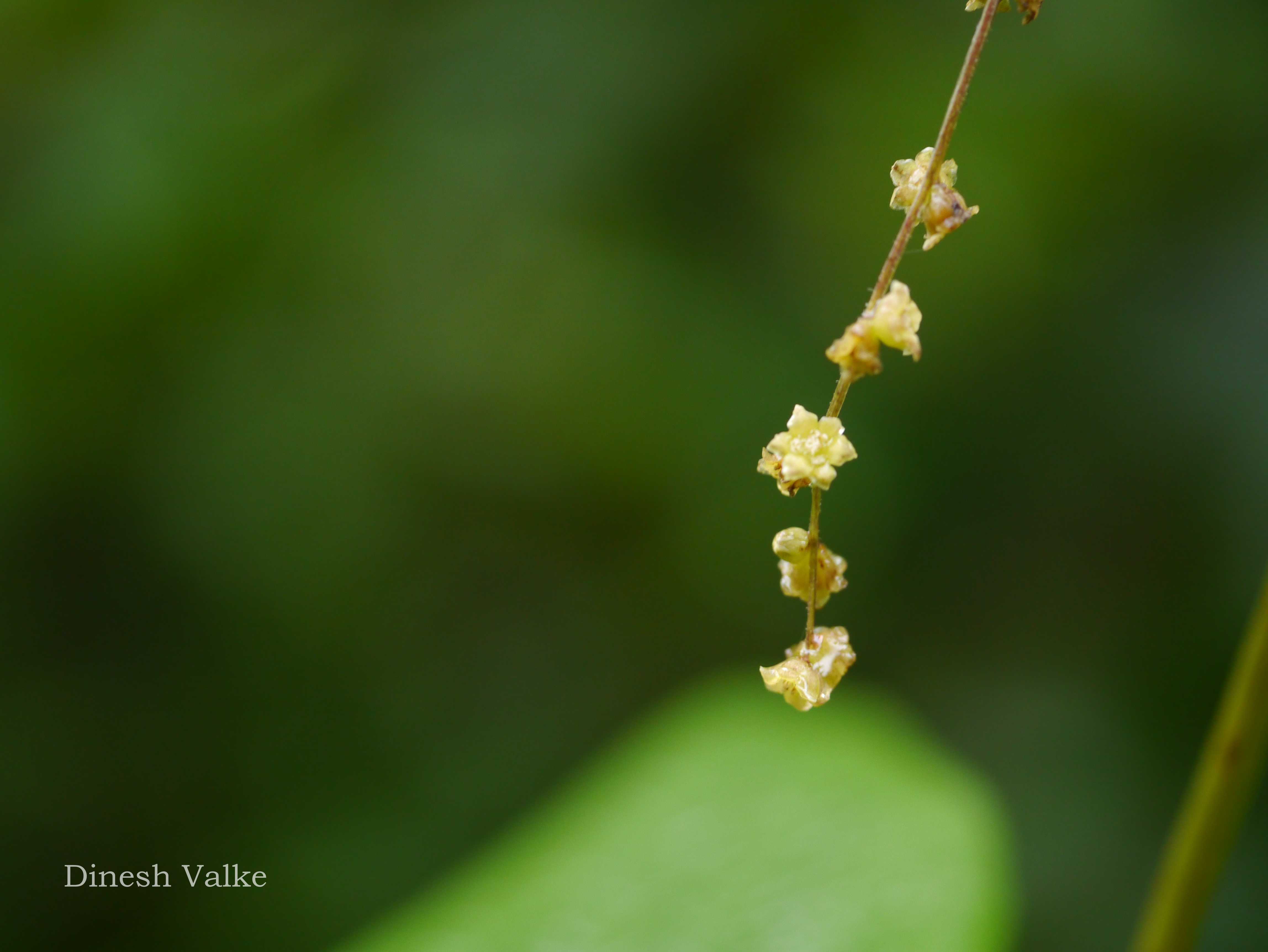 India Flora Online
