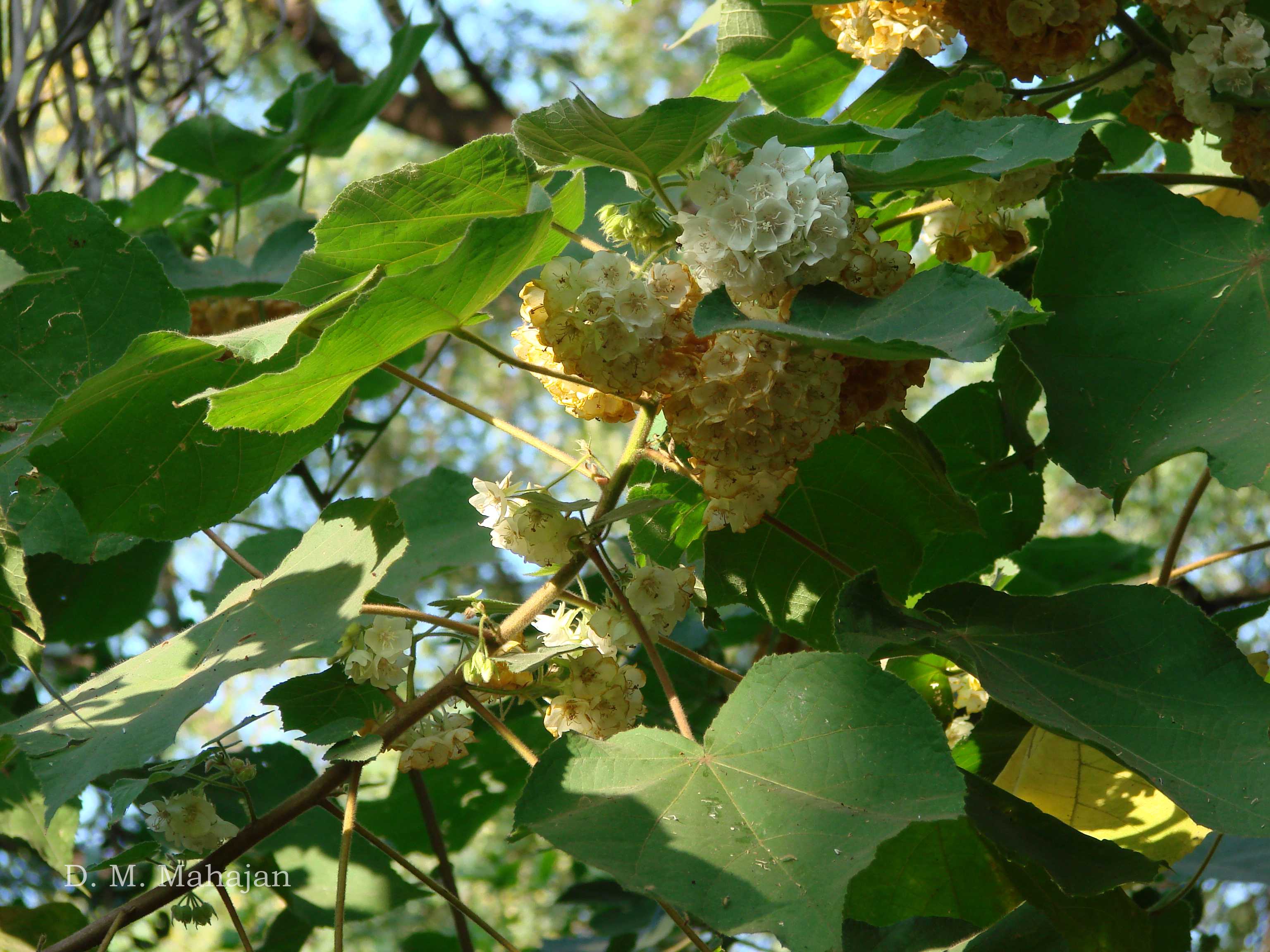 India Flora Online