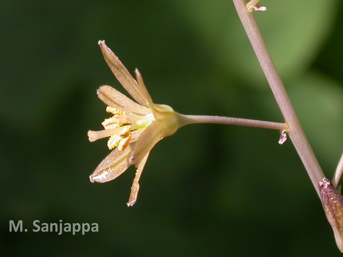 India Flora Online