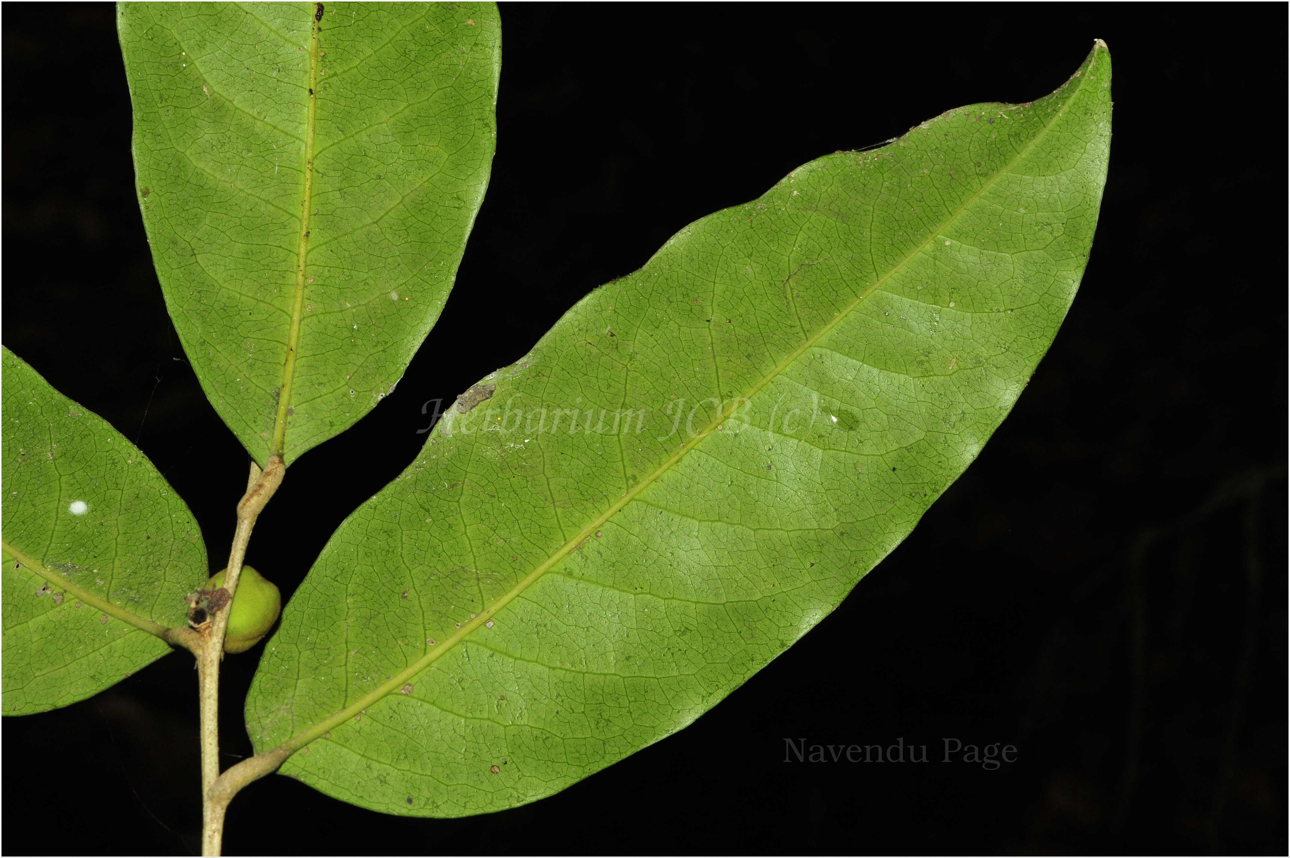 India Flora Online