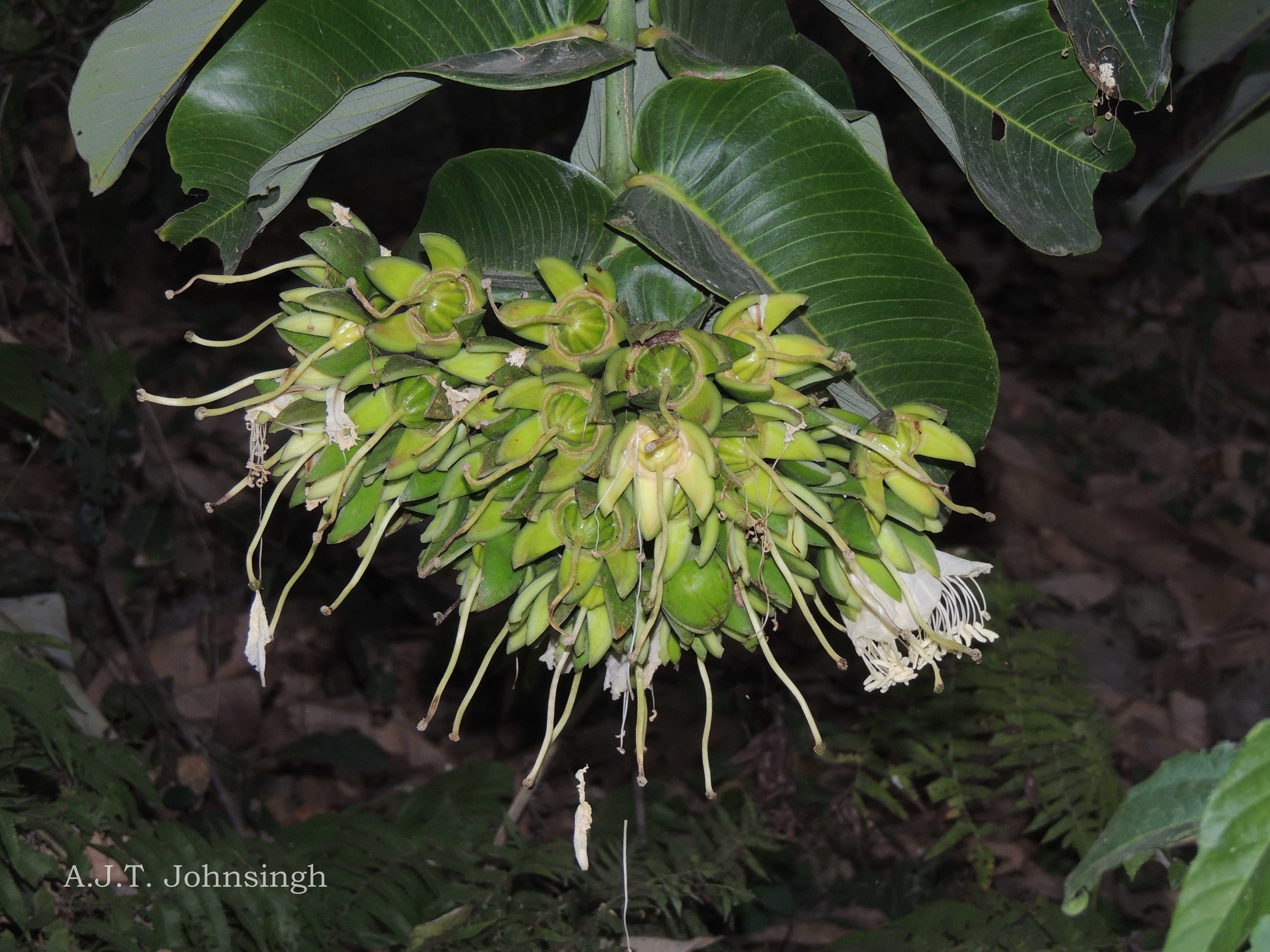 India Flora Online