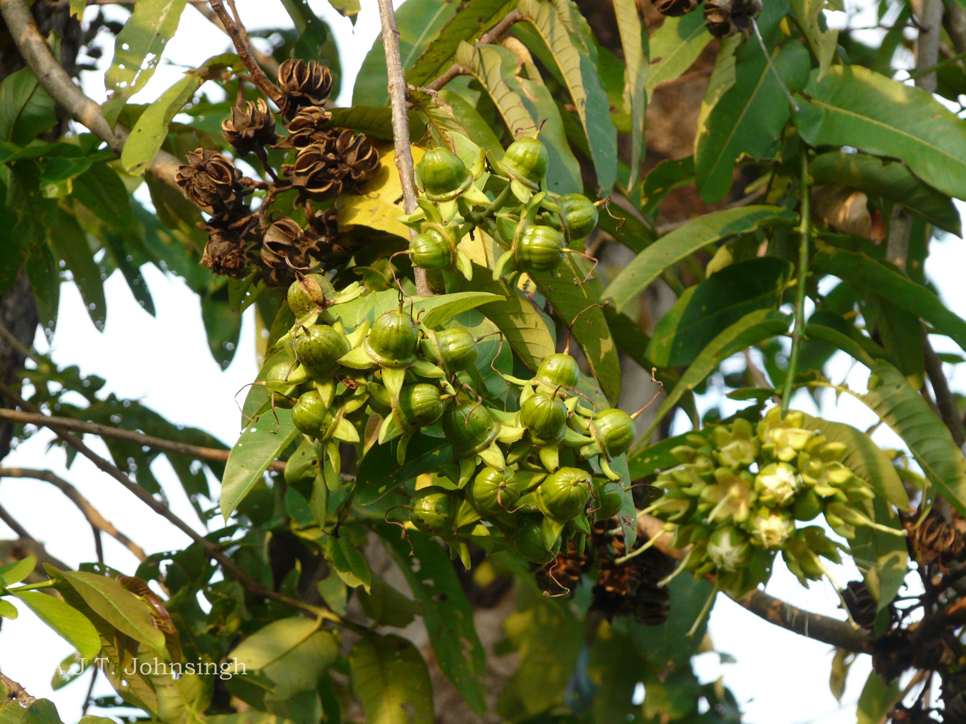 India Flora Online