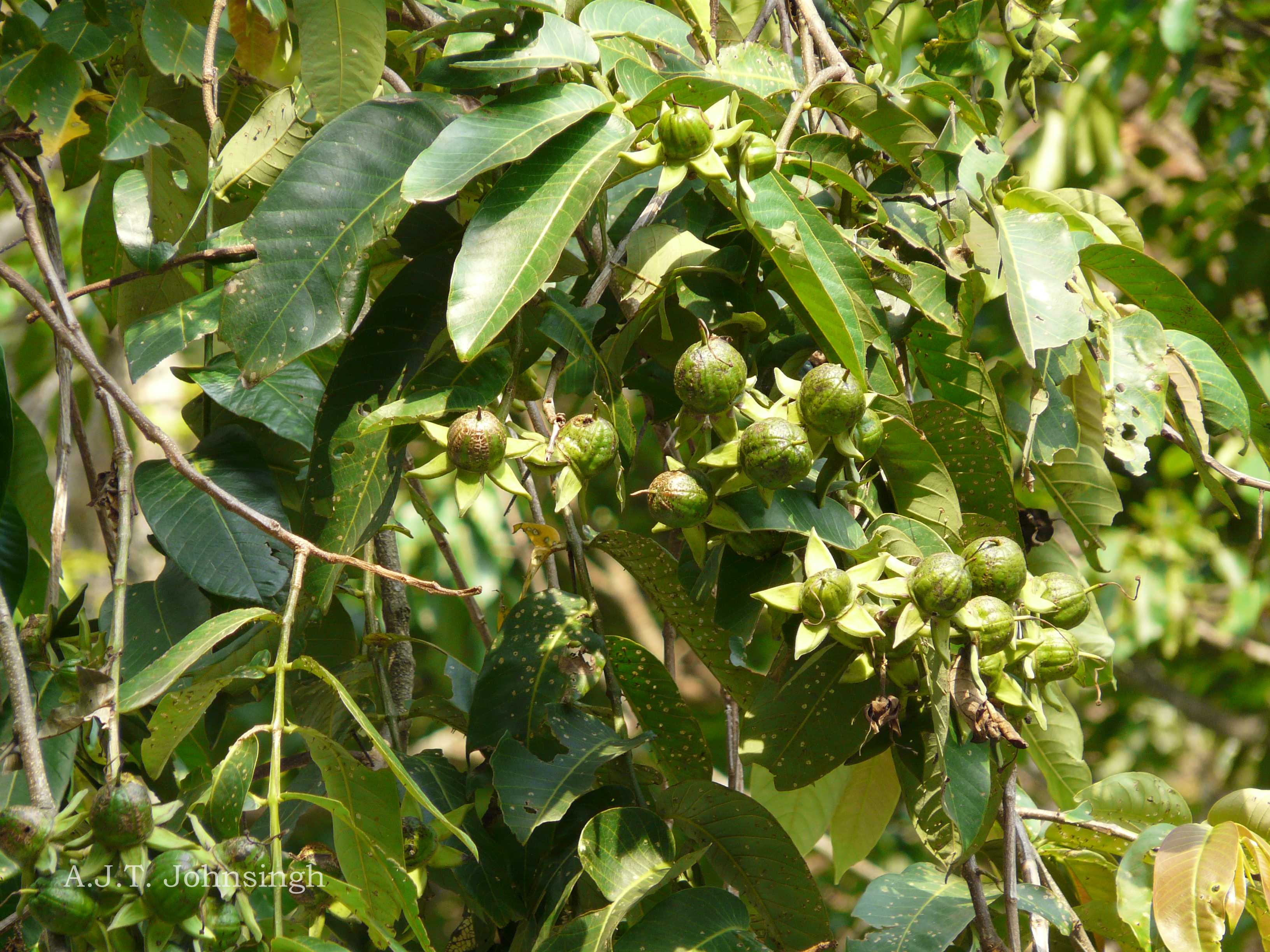 India Flora Online