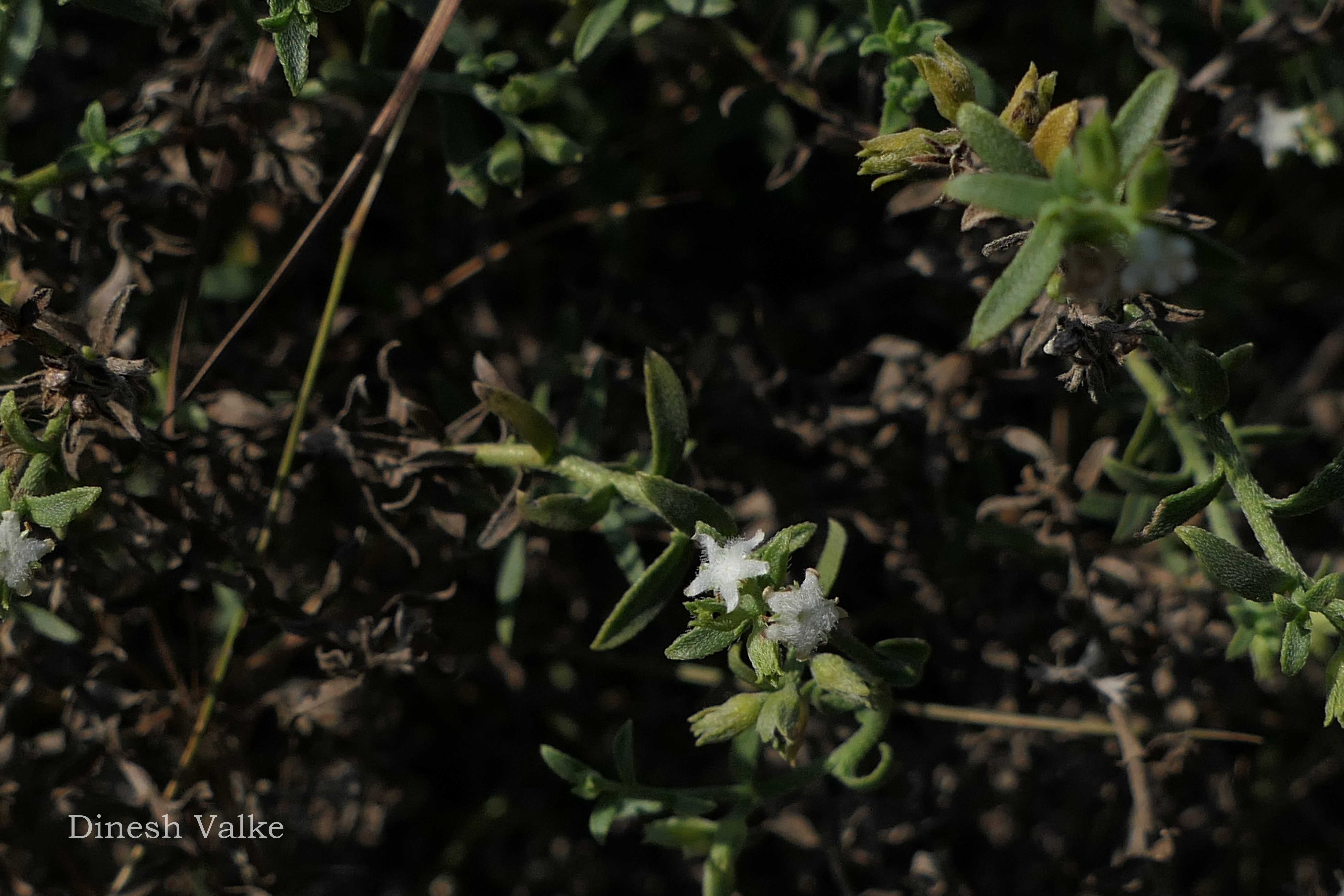 India Flora Online