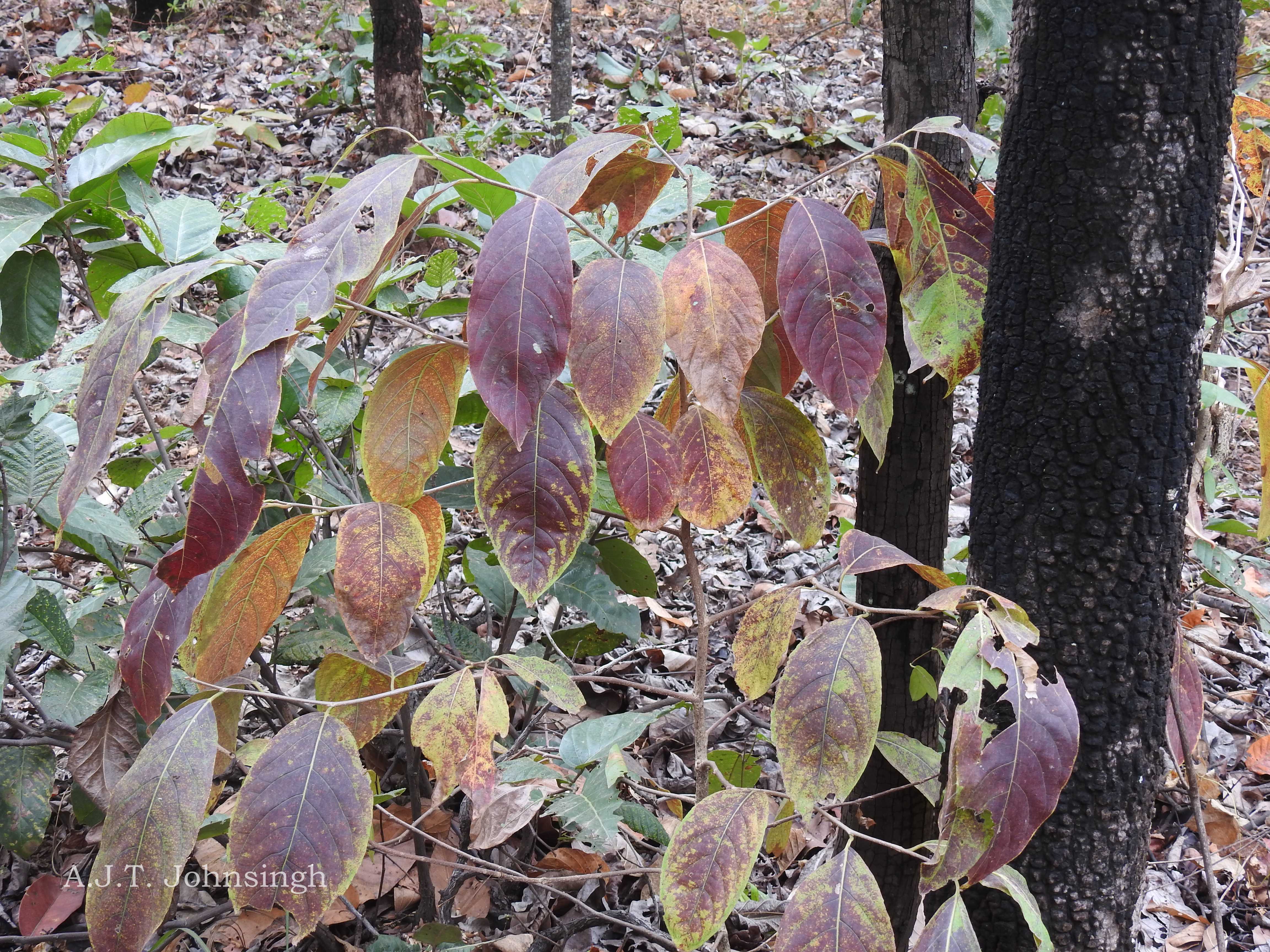 India Flora Online