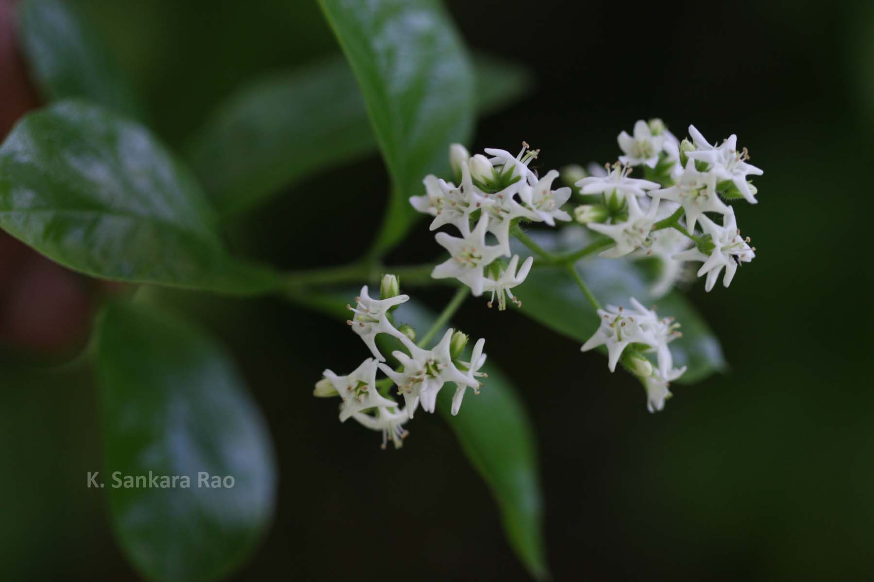 India Flora Online
