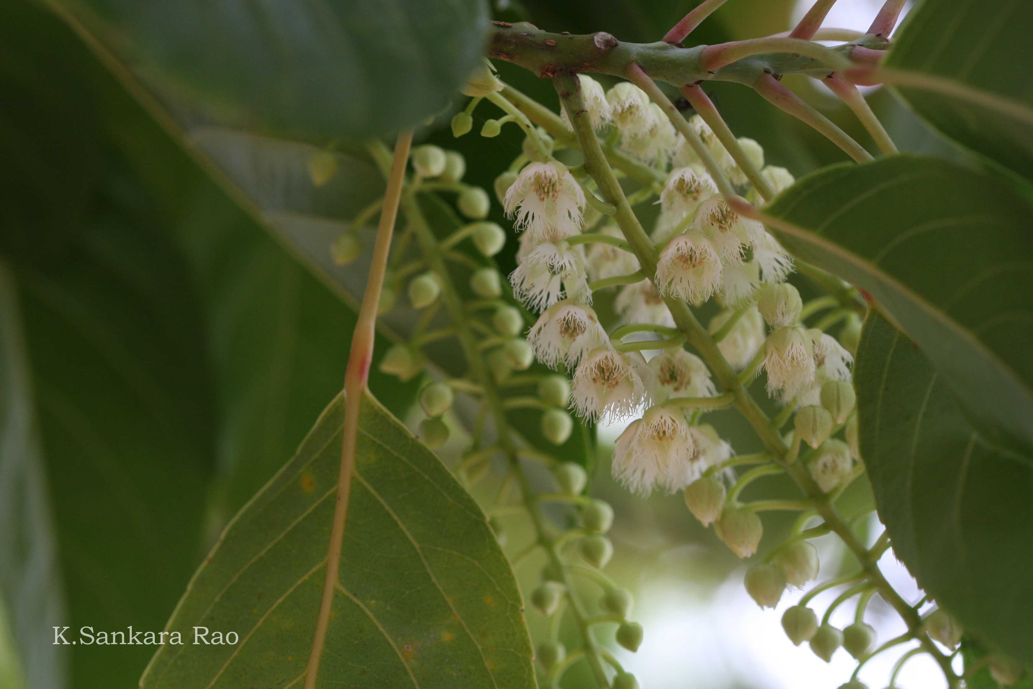India Flora Online