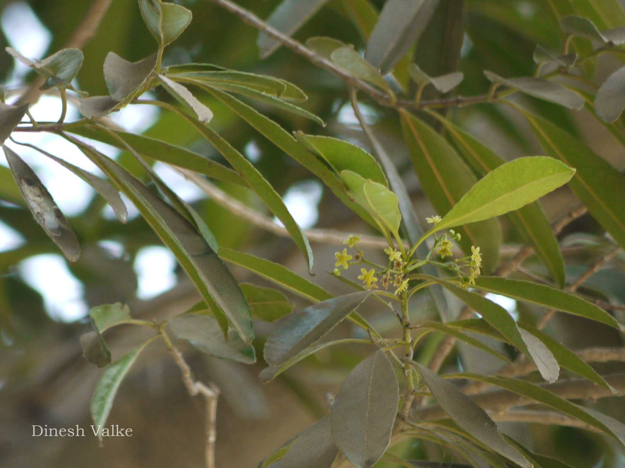 India Flora Online