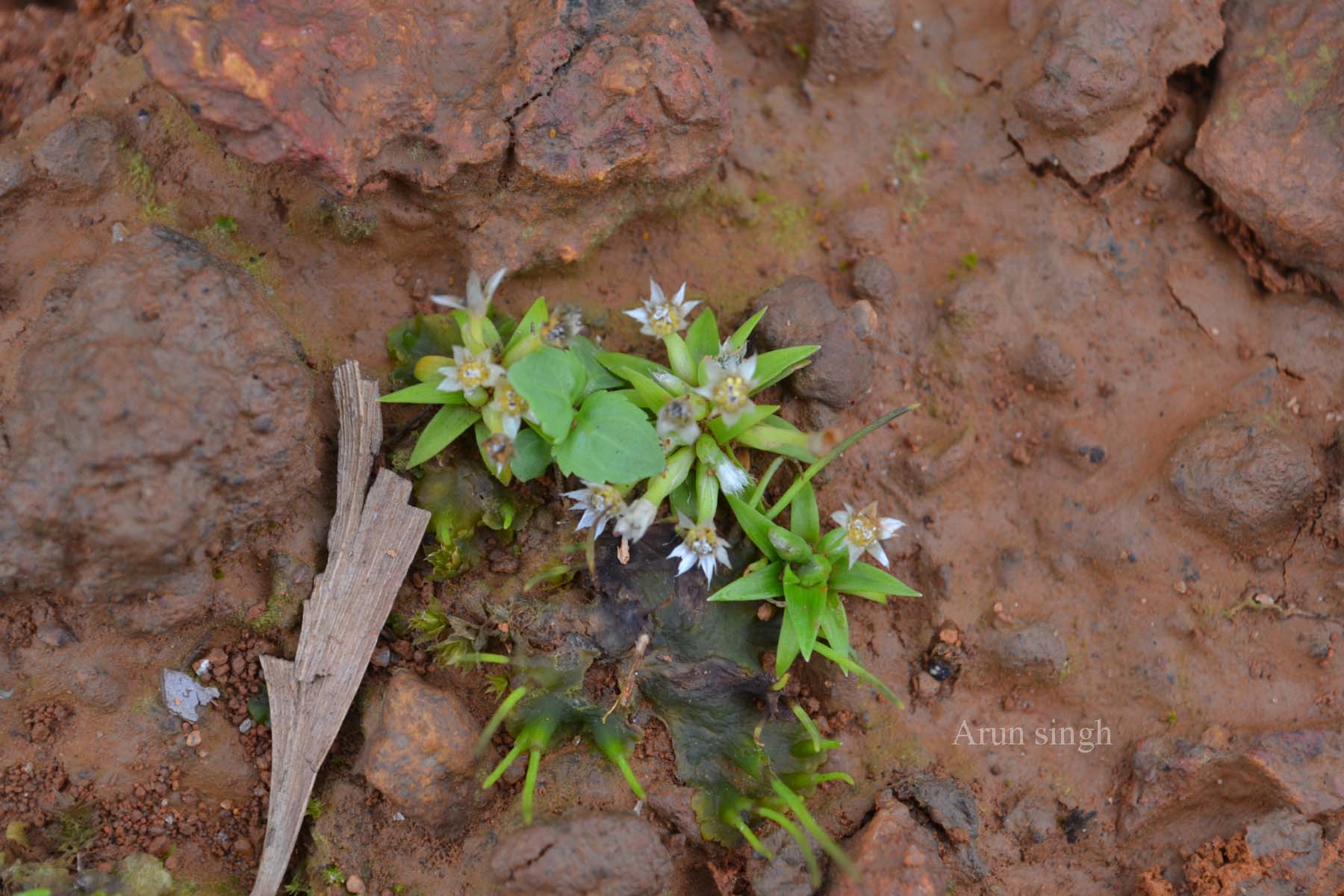 India Flora Online
