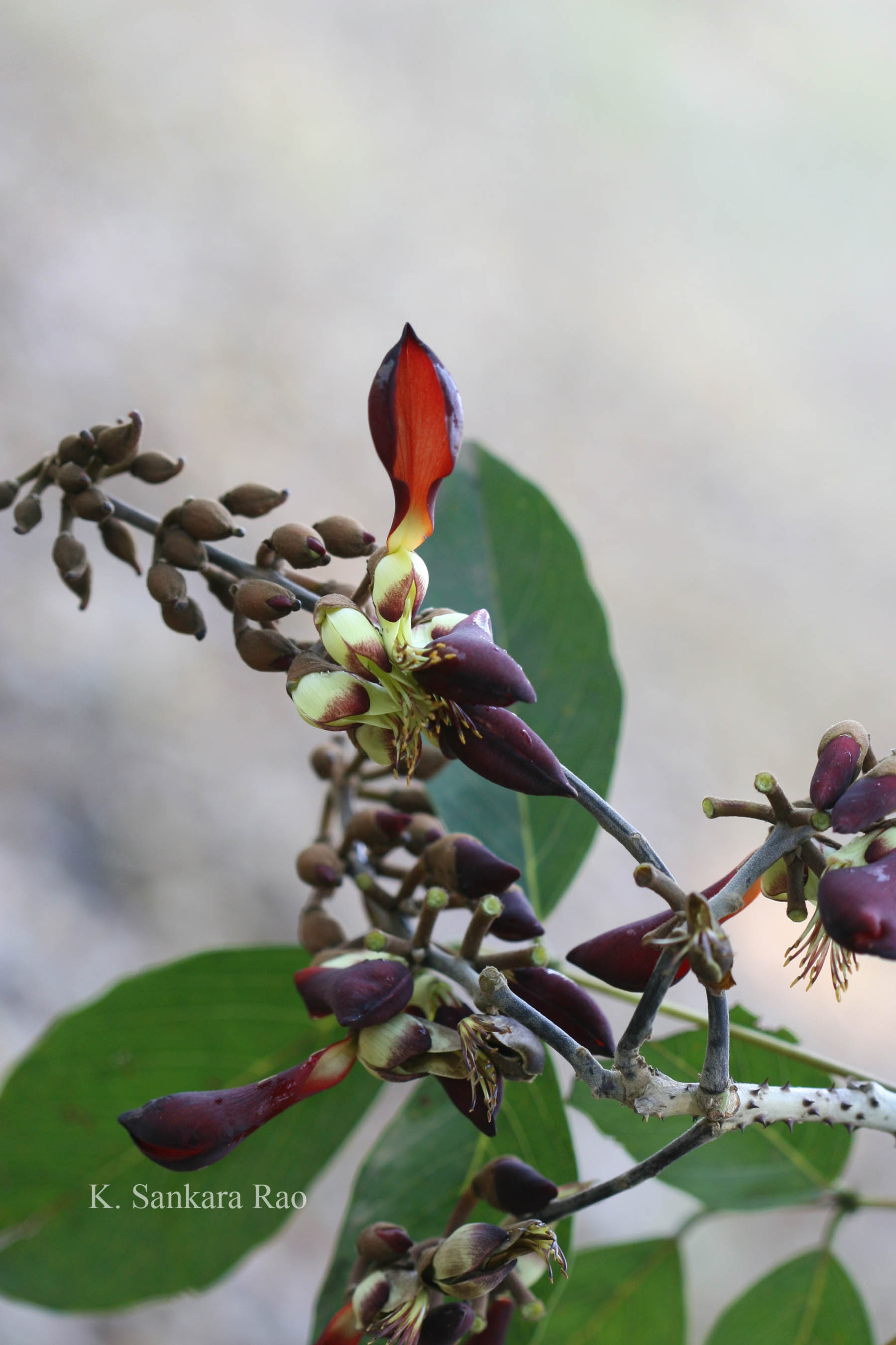 India Flora Online