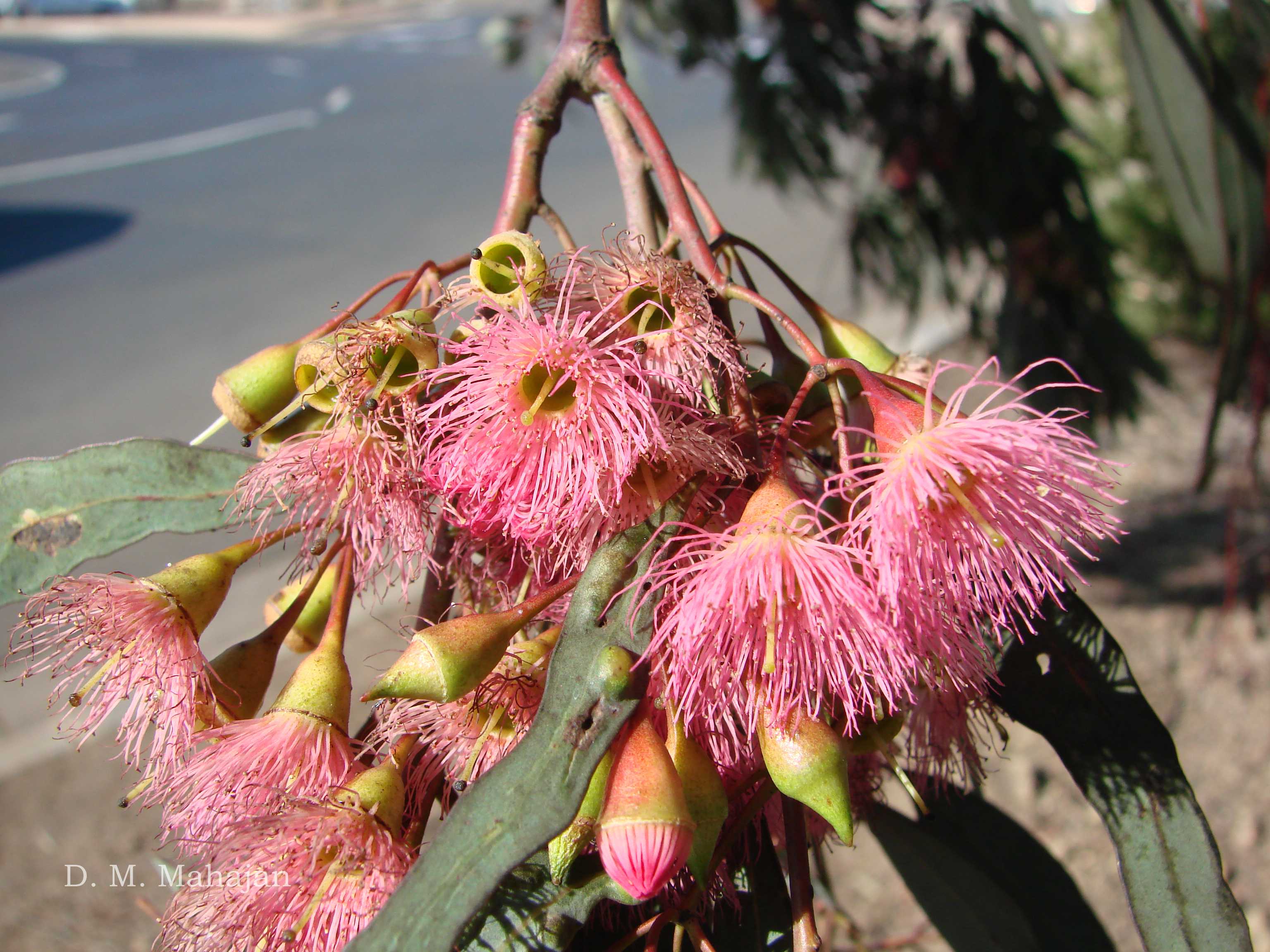 India Flora Online