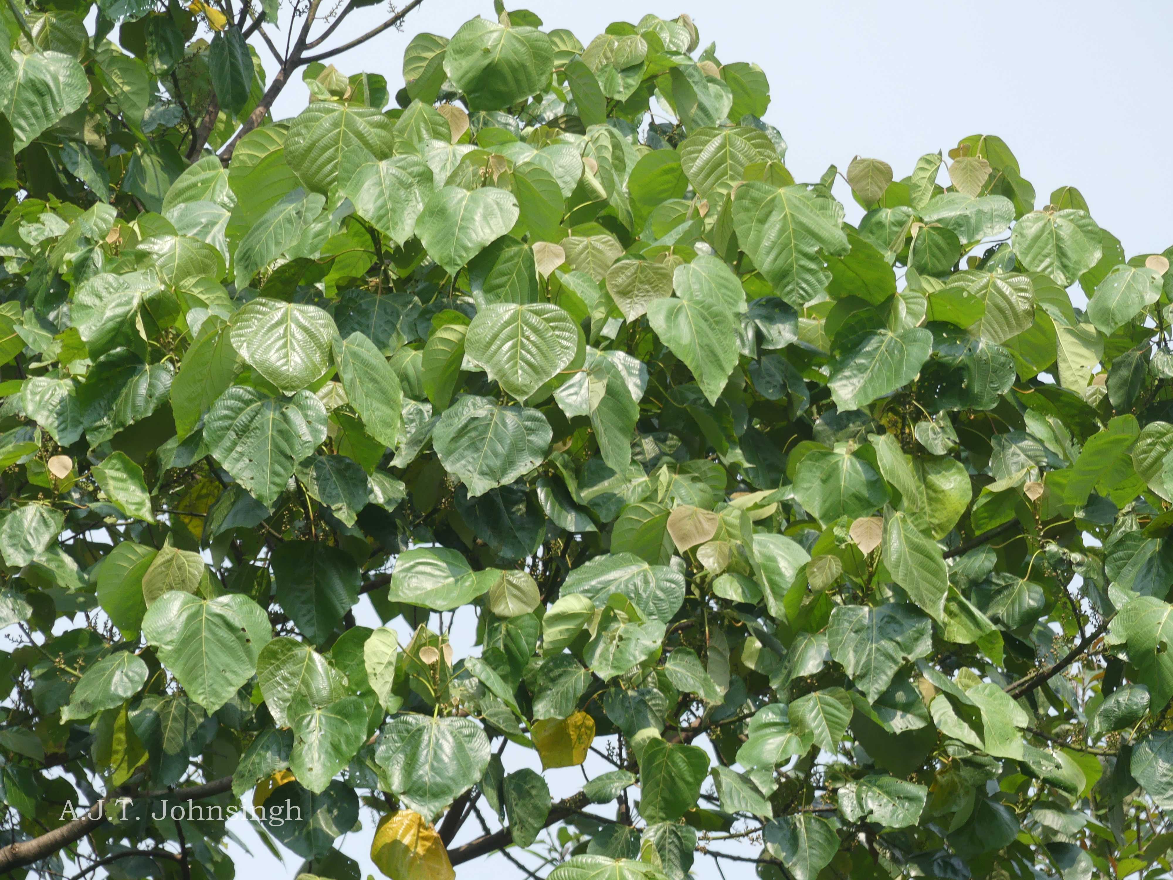 India Flora Online