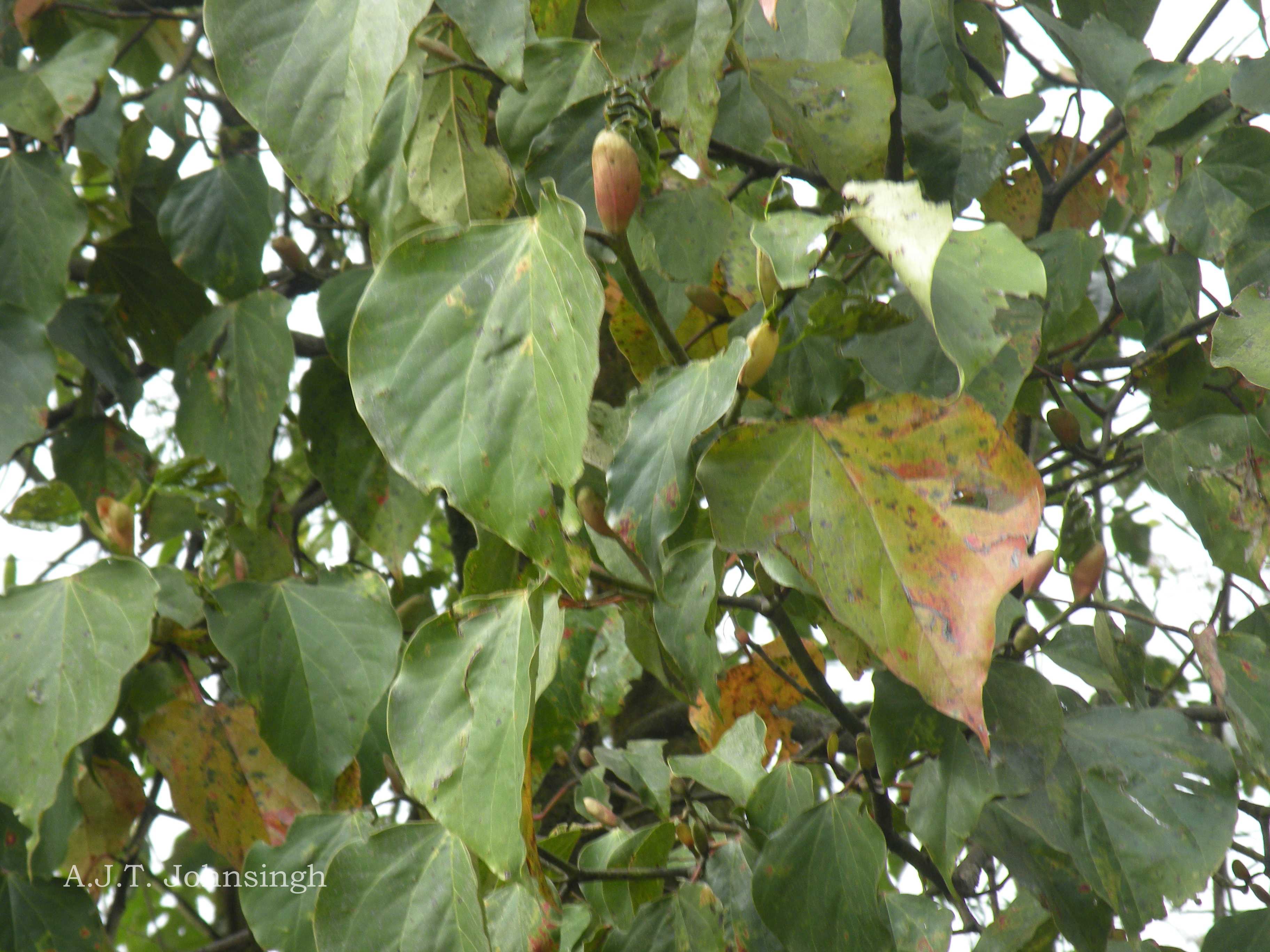 India Flora Online