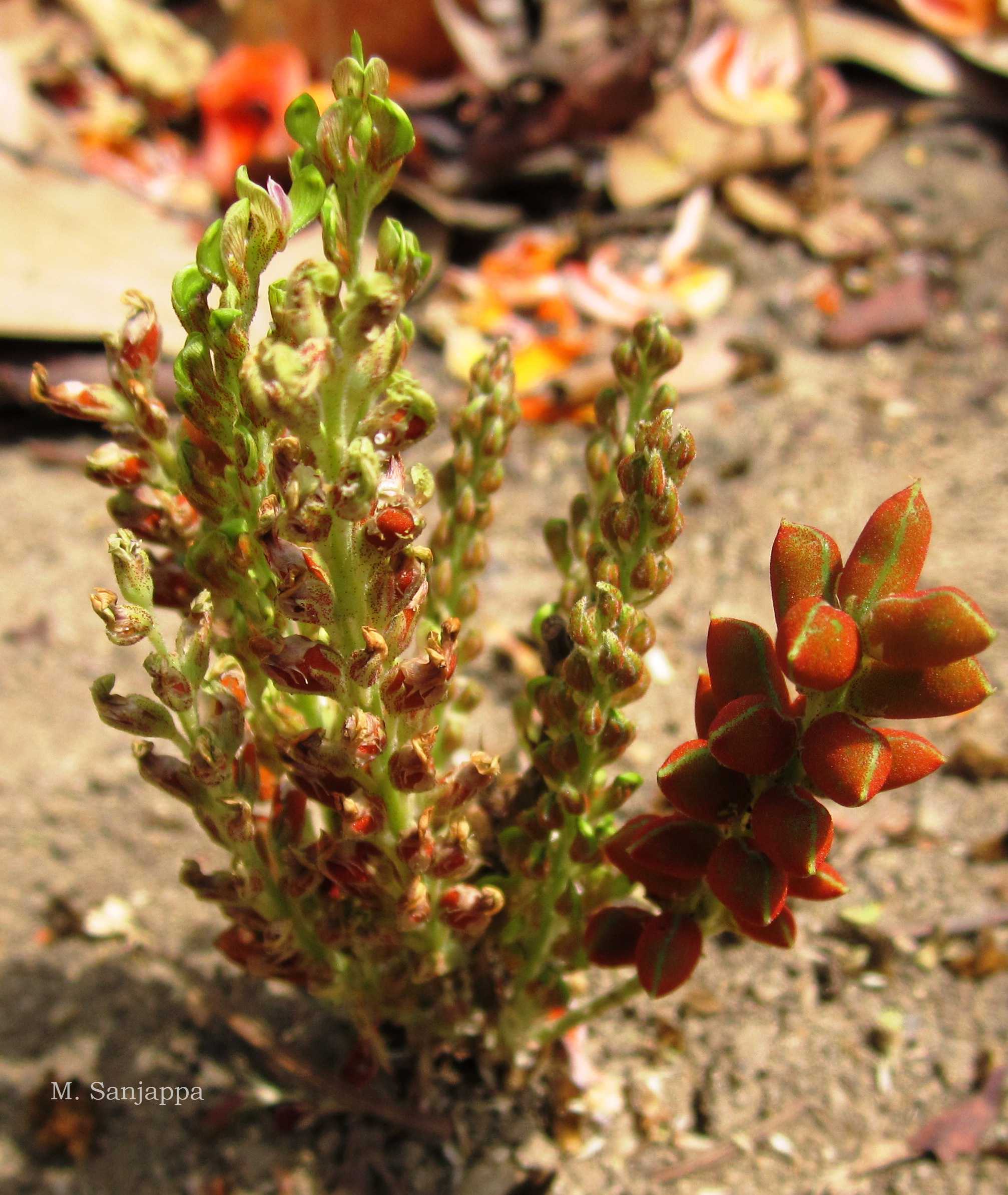 India Flora Online
