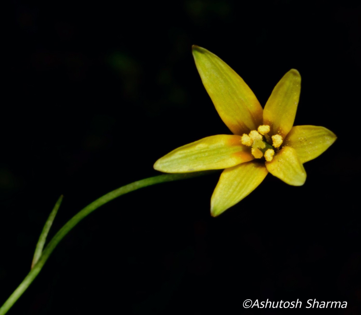 India Flora Online