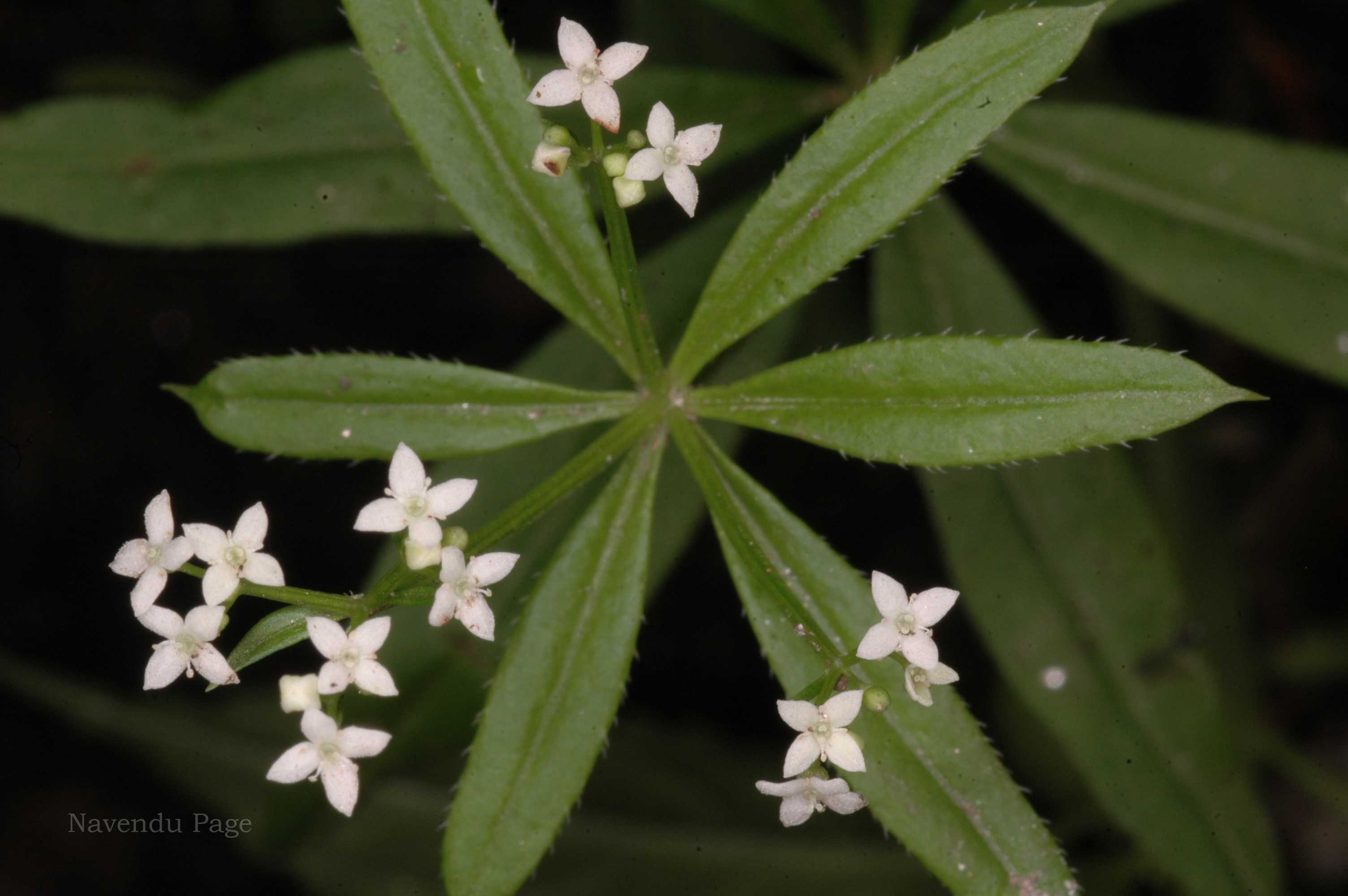 India Flora Online