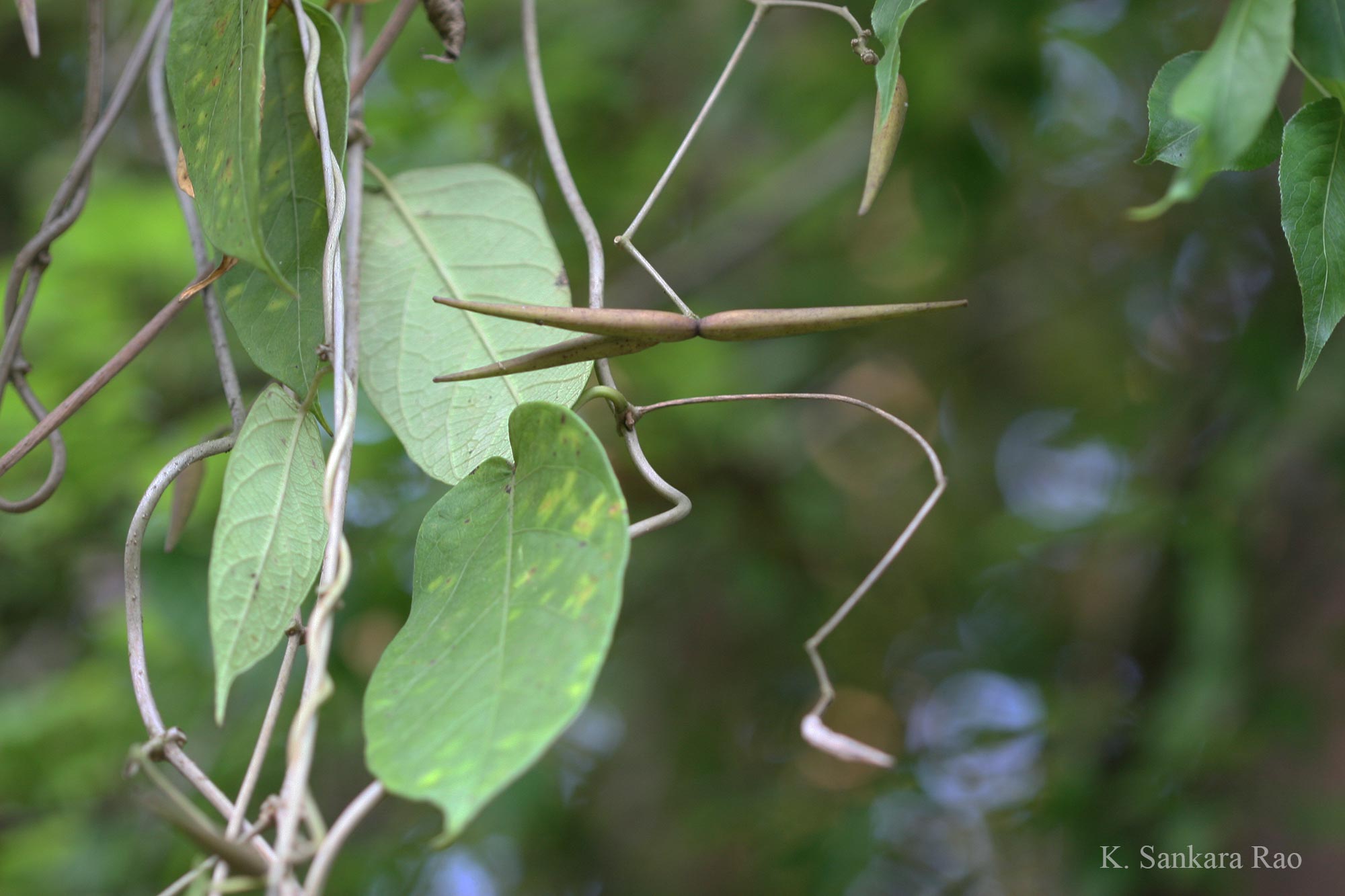 India Flora Online