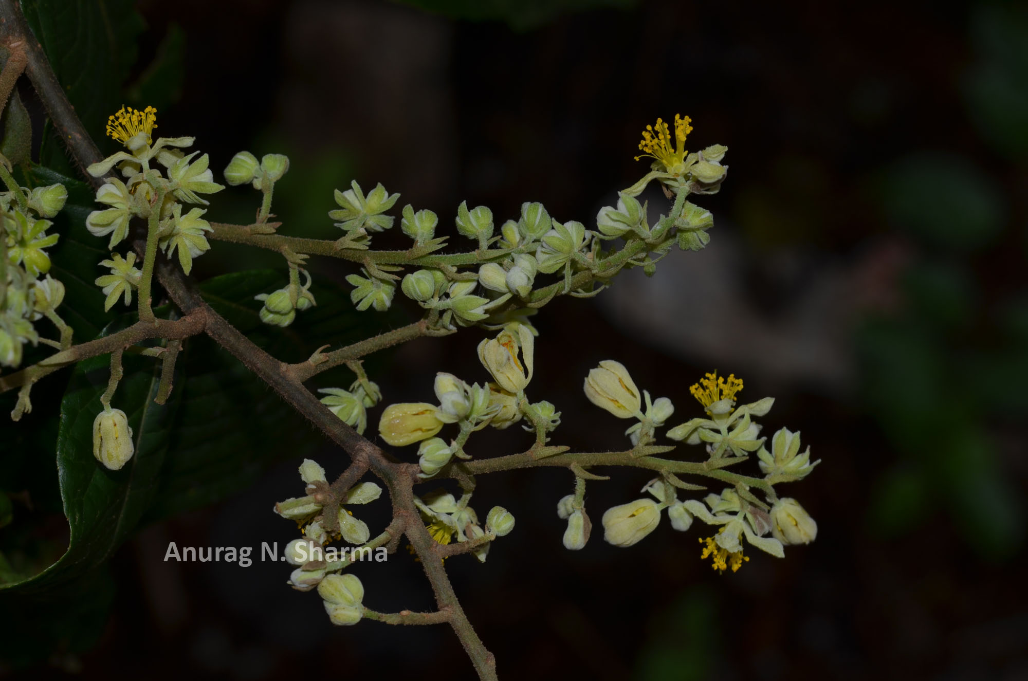 India Flora Online