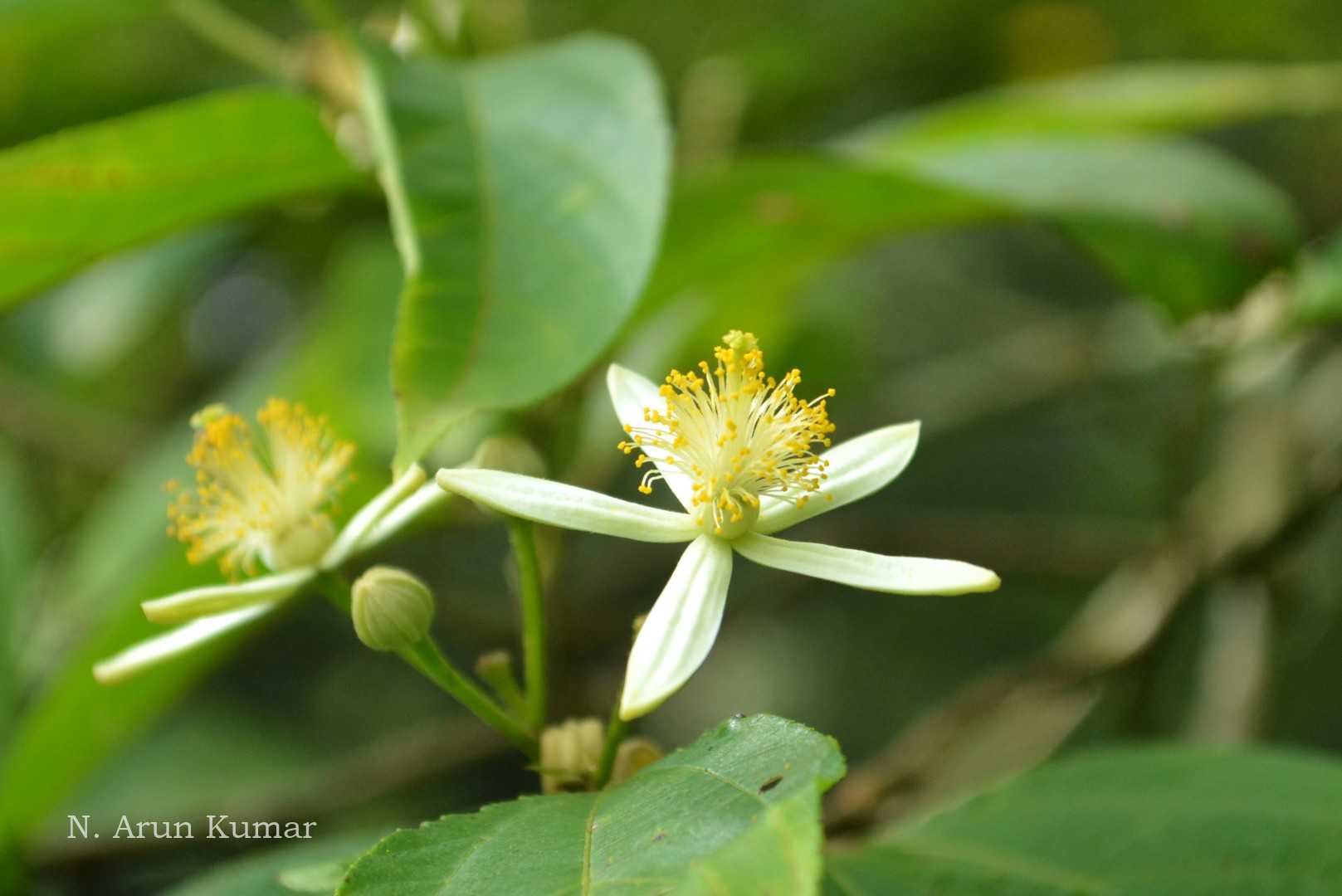 India Flora Online