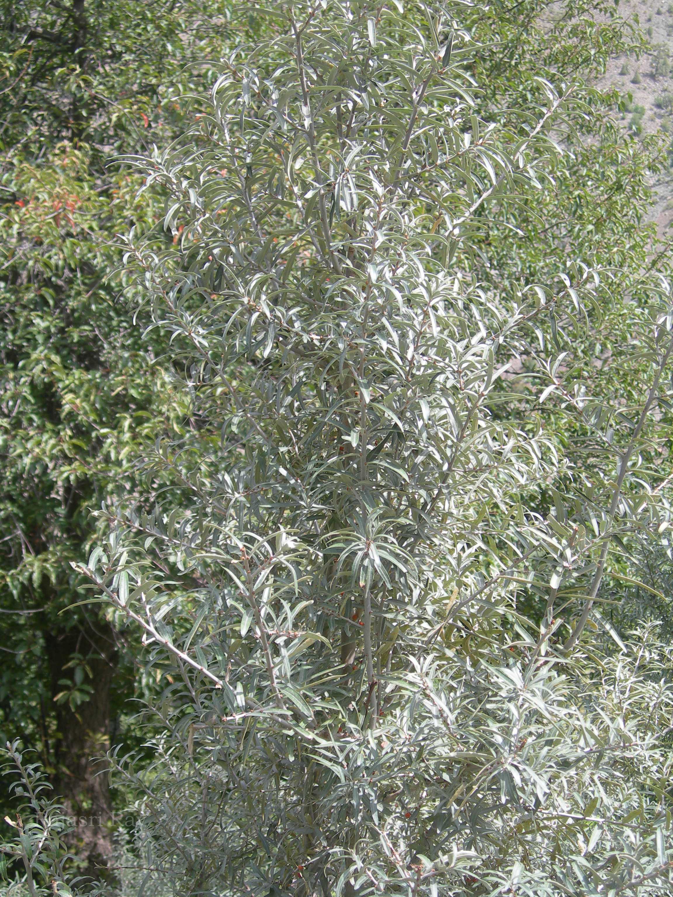 India Flora Online