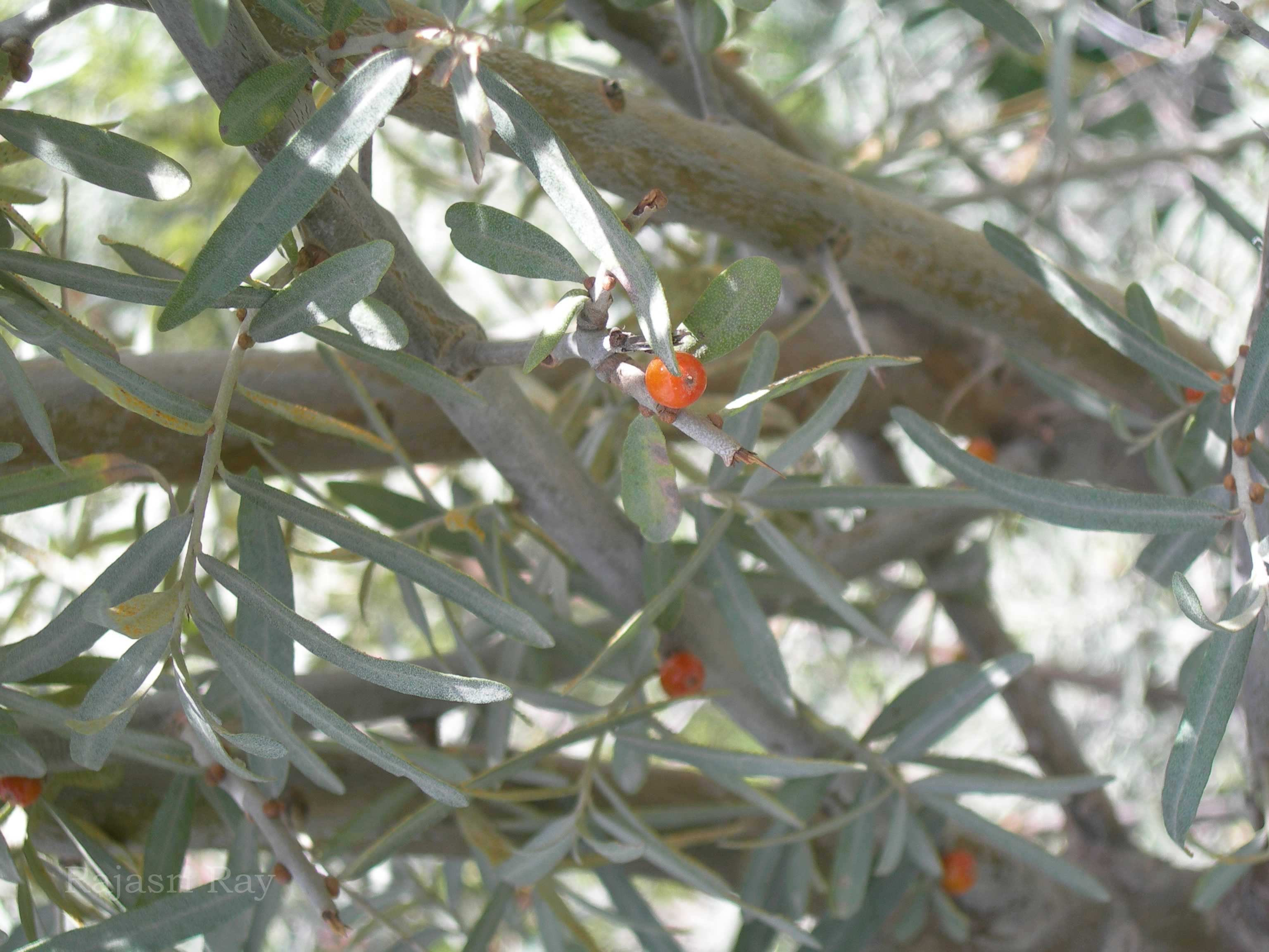 India Flora Online