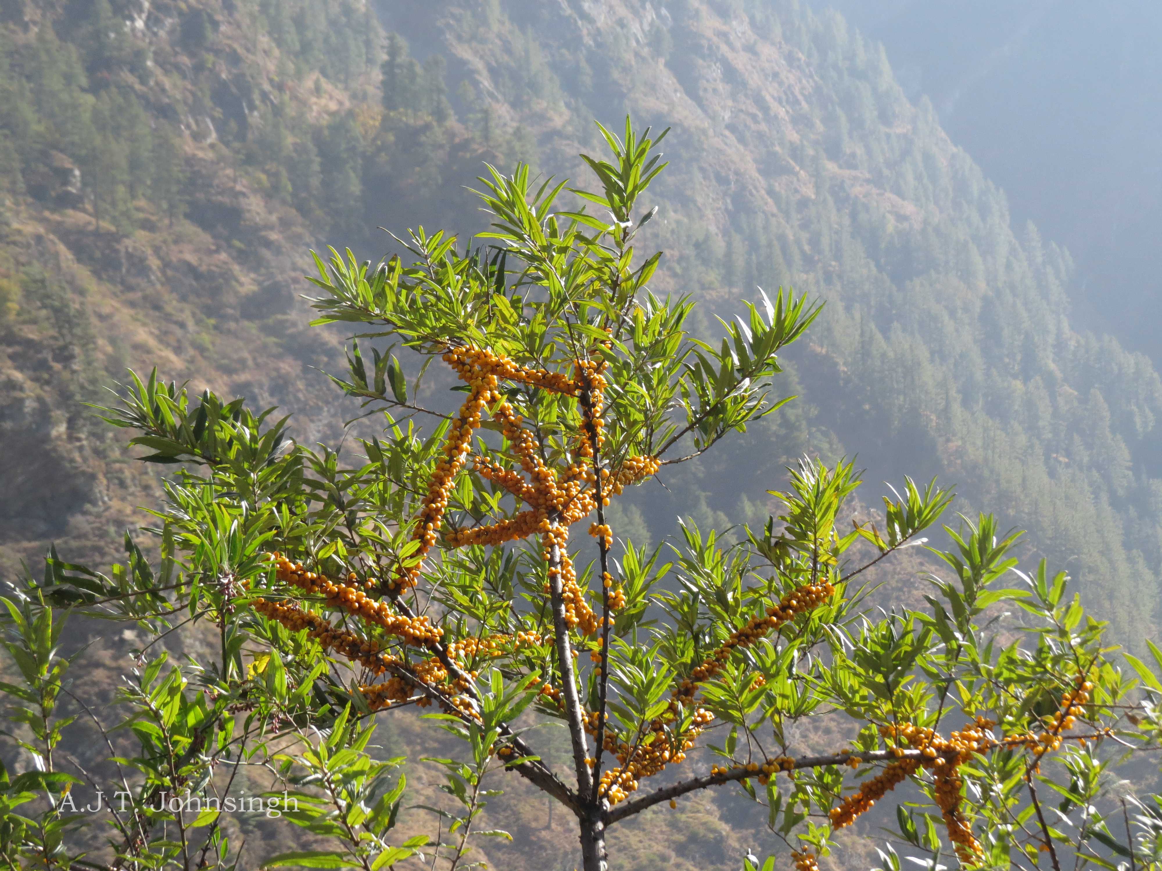 India Flora Online