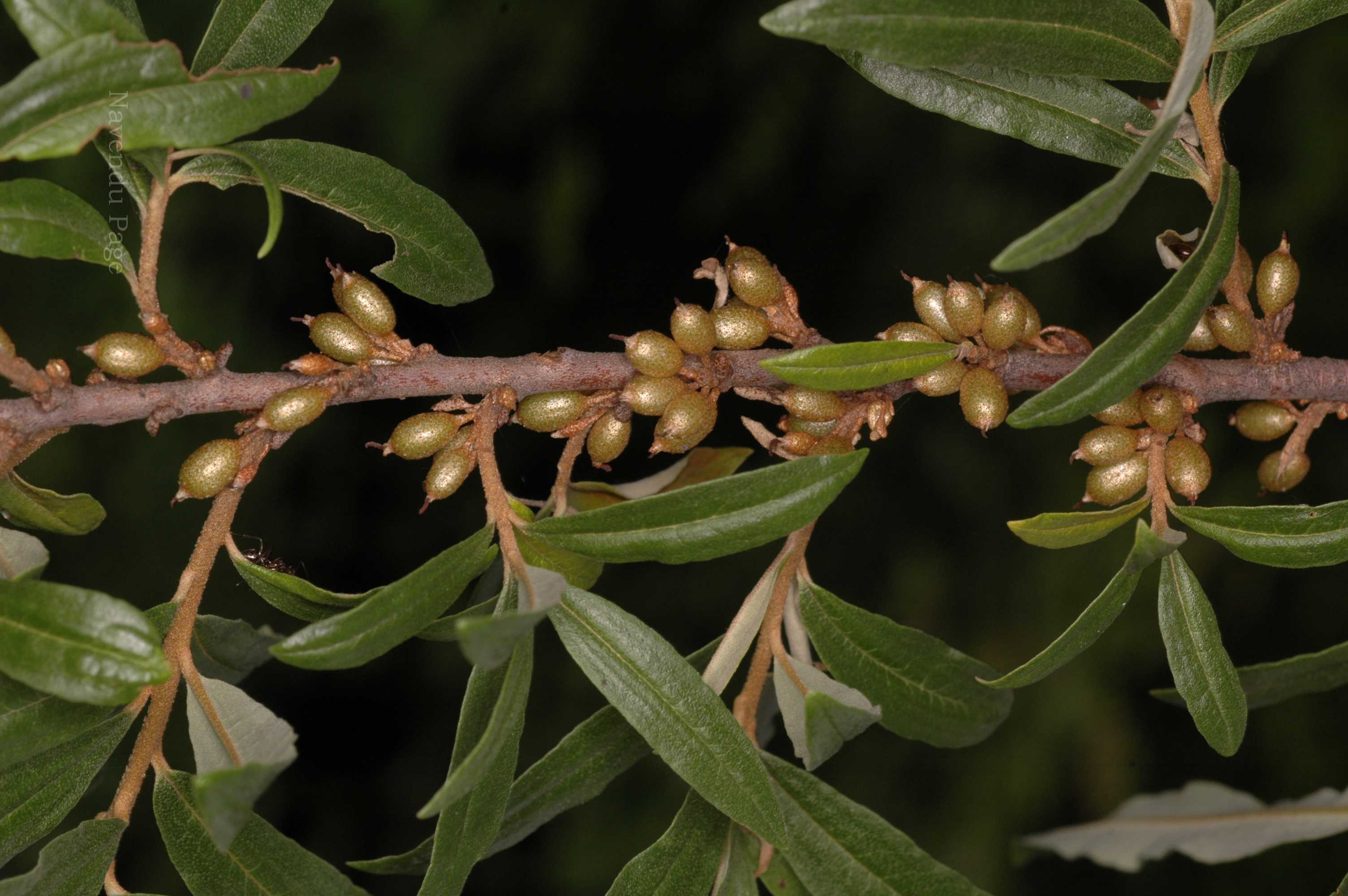 India Flora Online