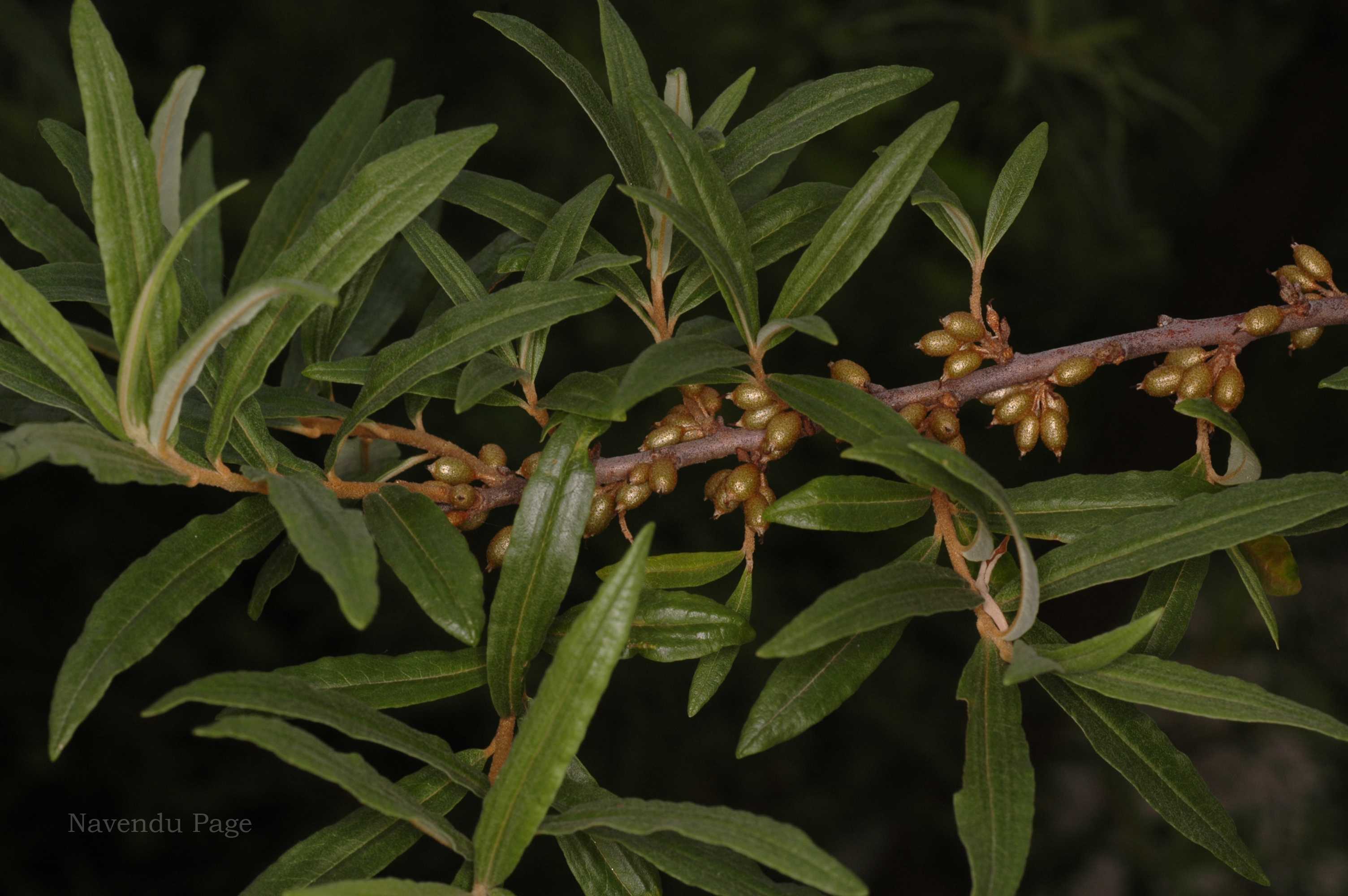 India Flora Online