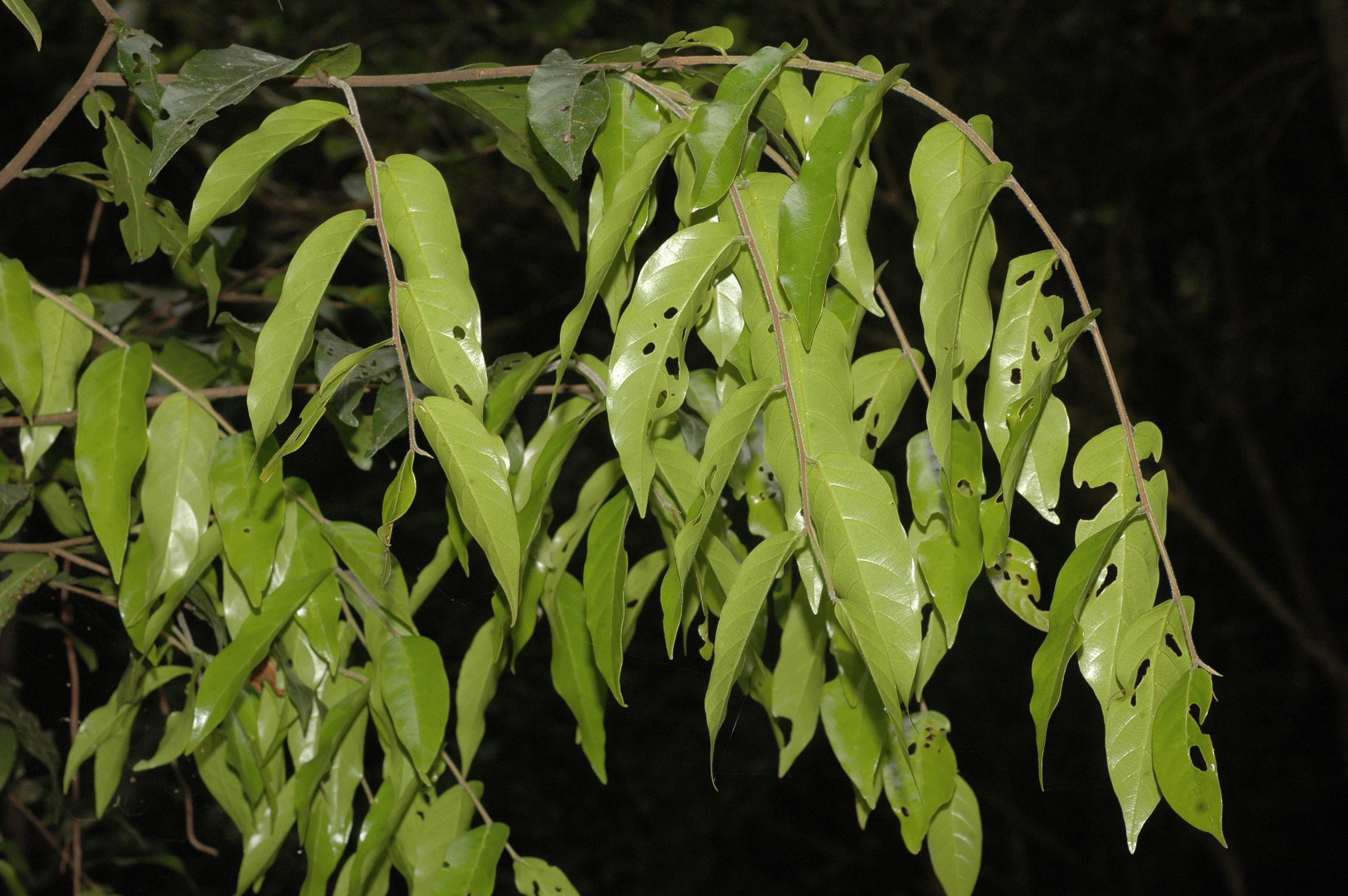 India Flora Online