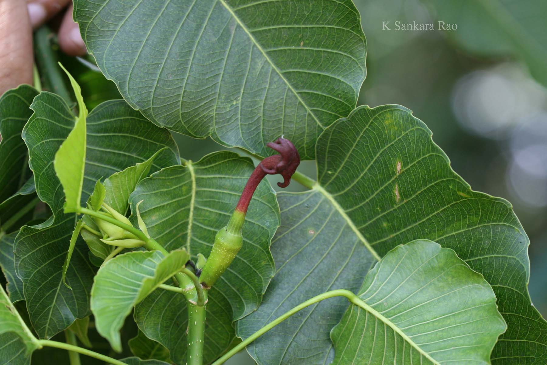 India Flora Online