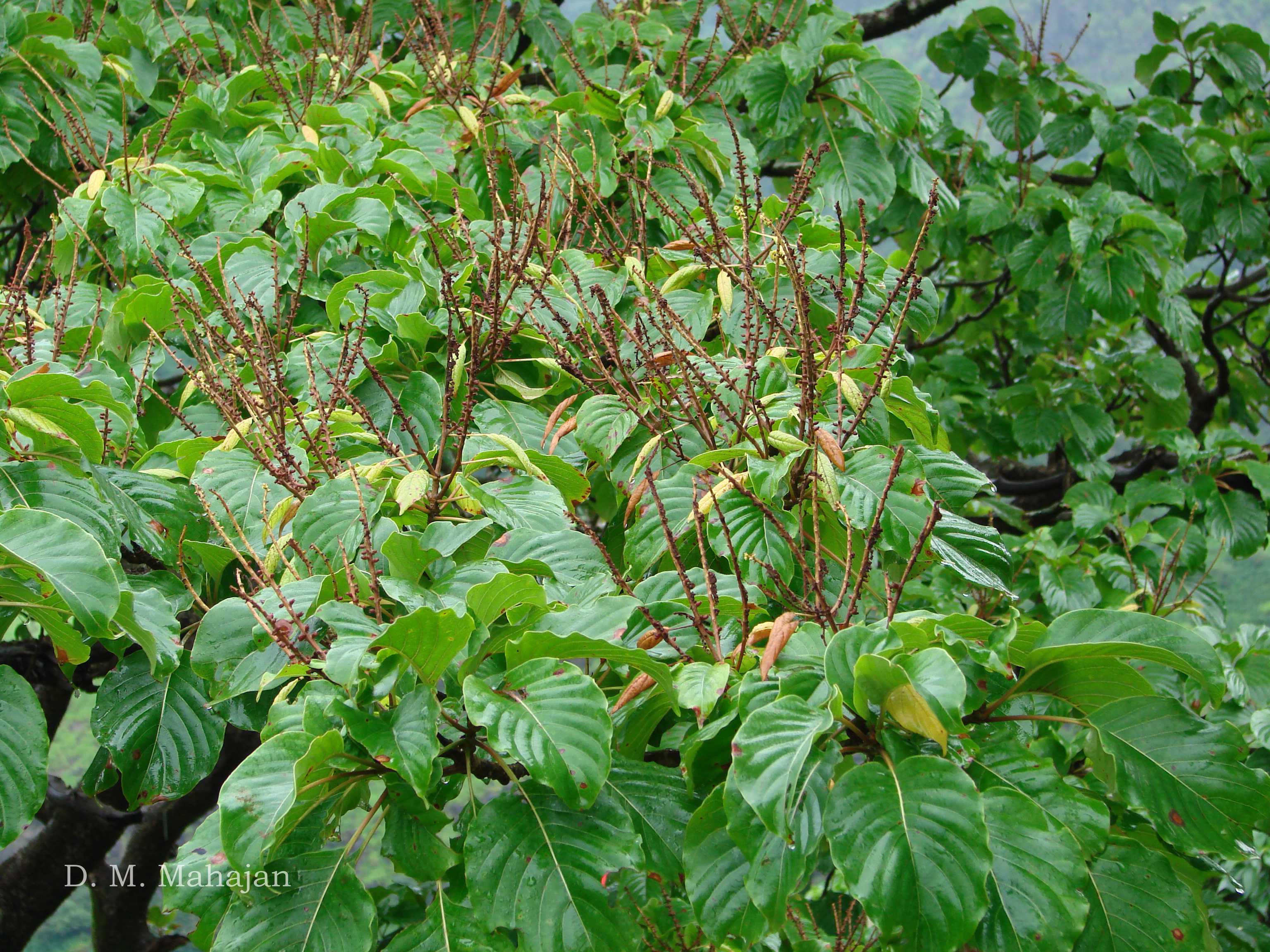 India Flora Online