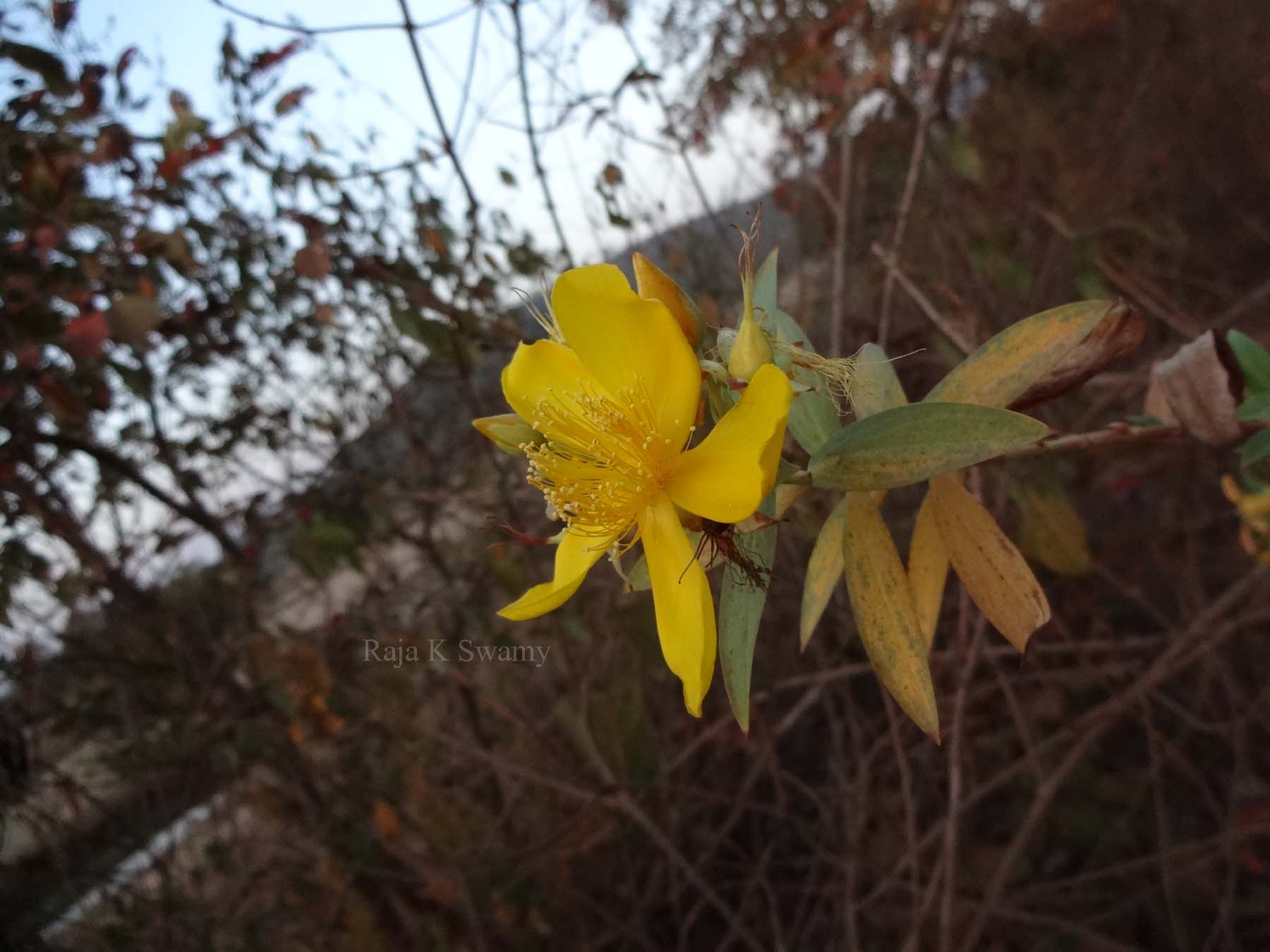 India Flora Online