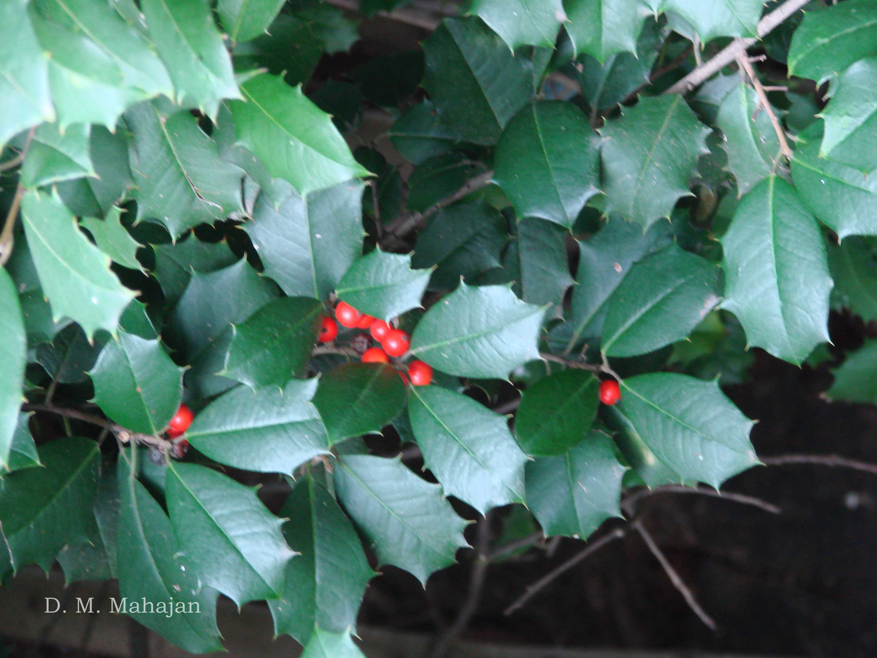 India Flora Online