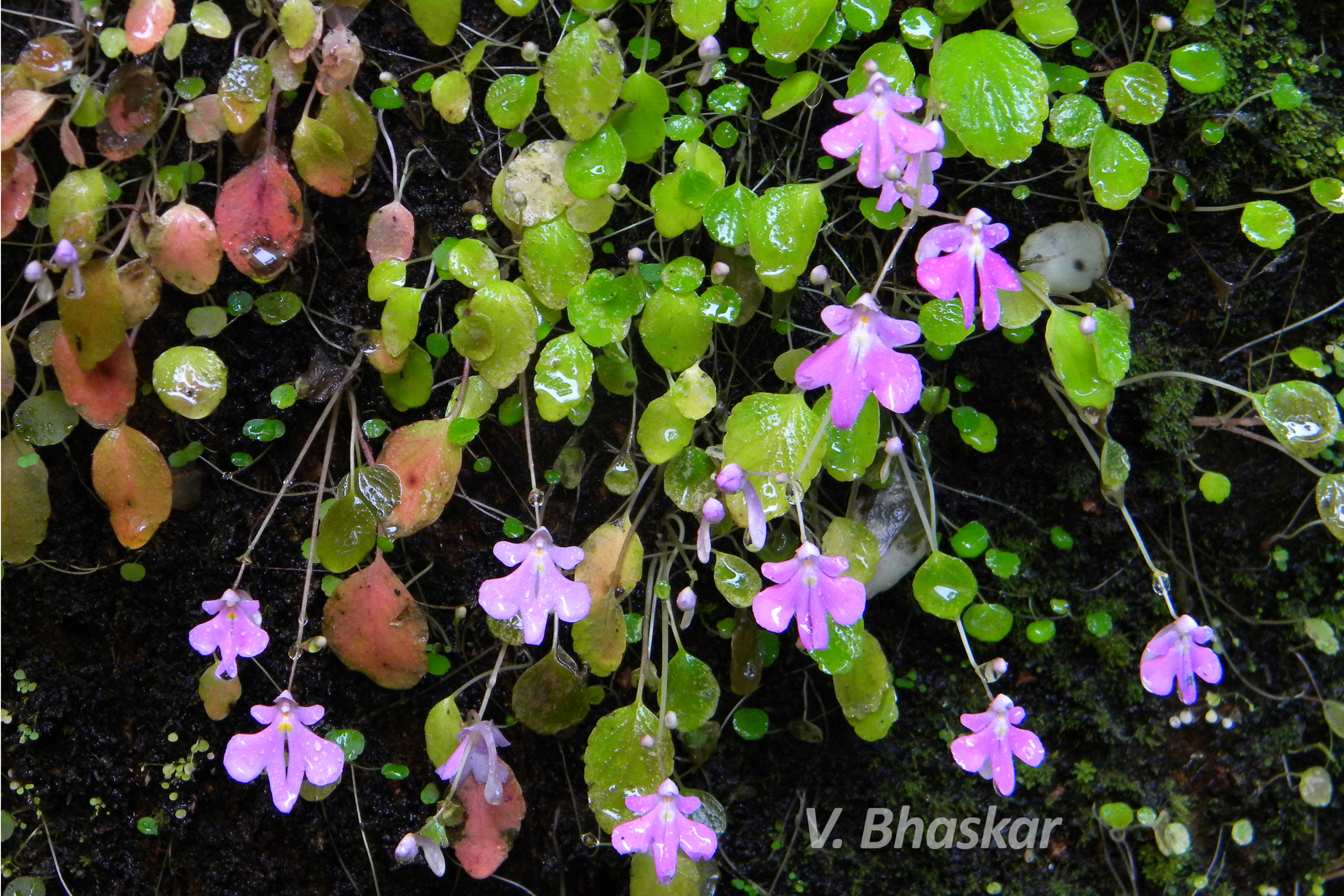 India Flora Online