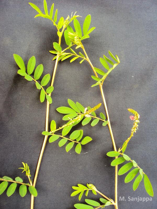 India Flora Online