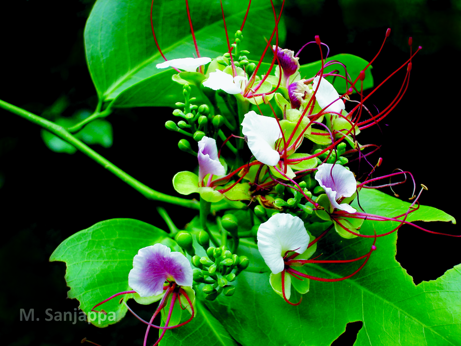 India Flora Online