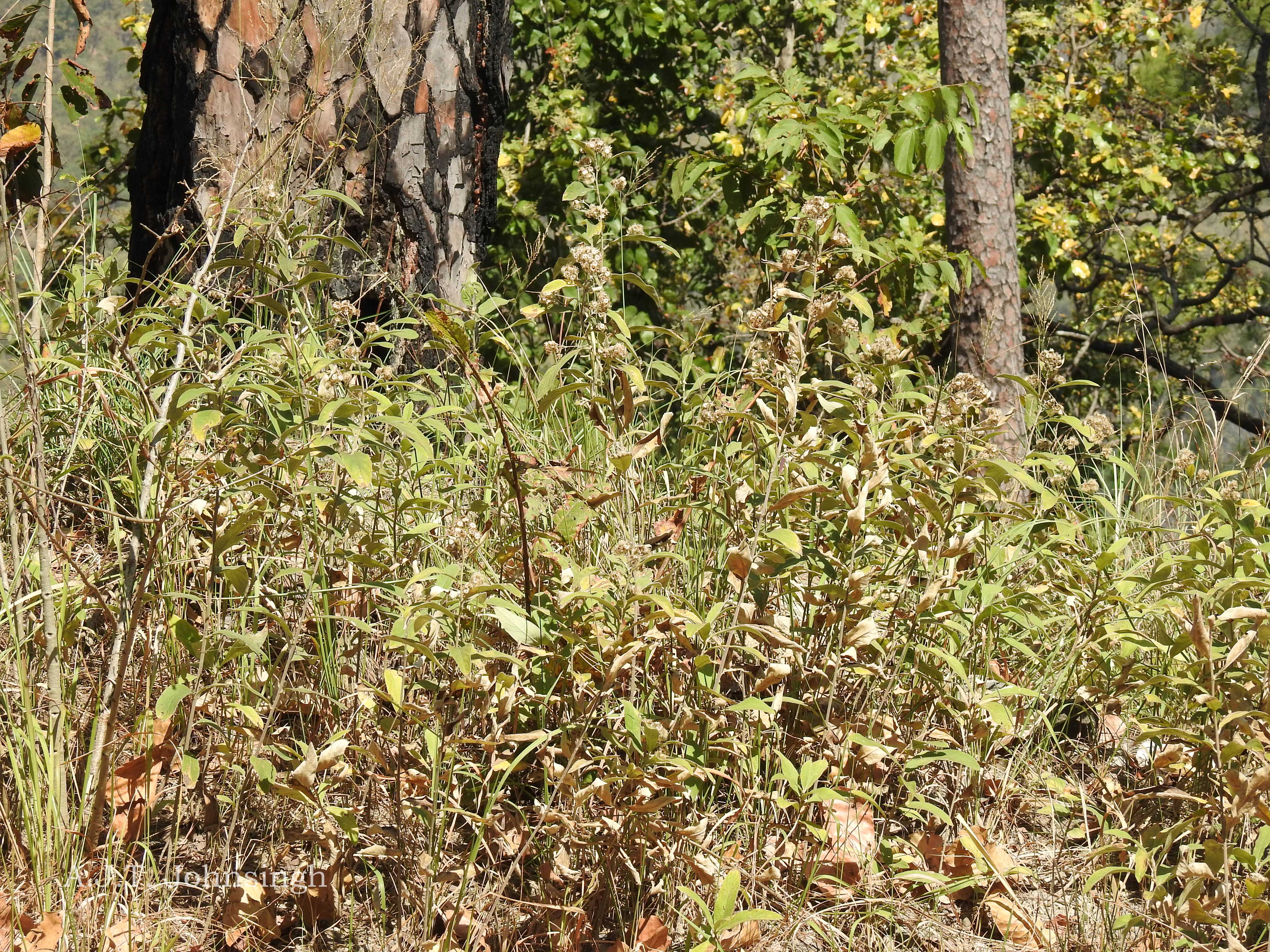 India Flora Online