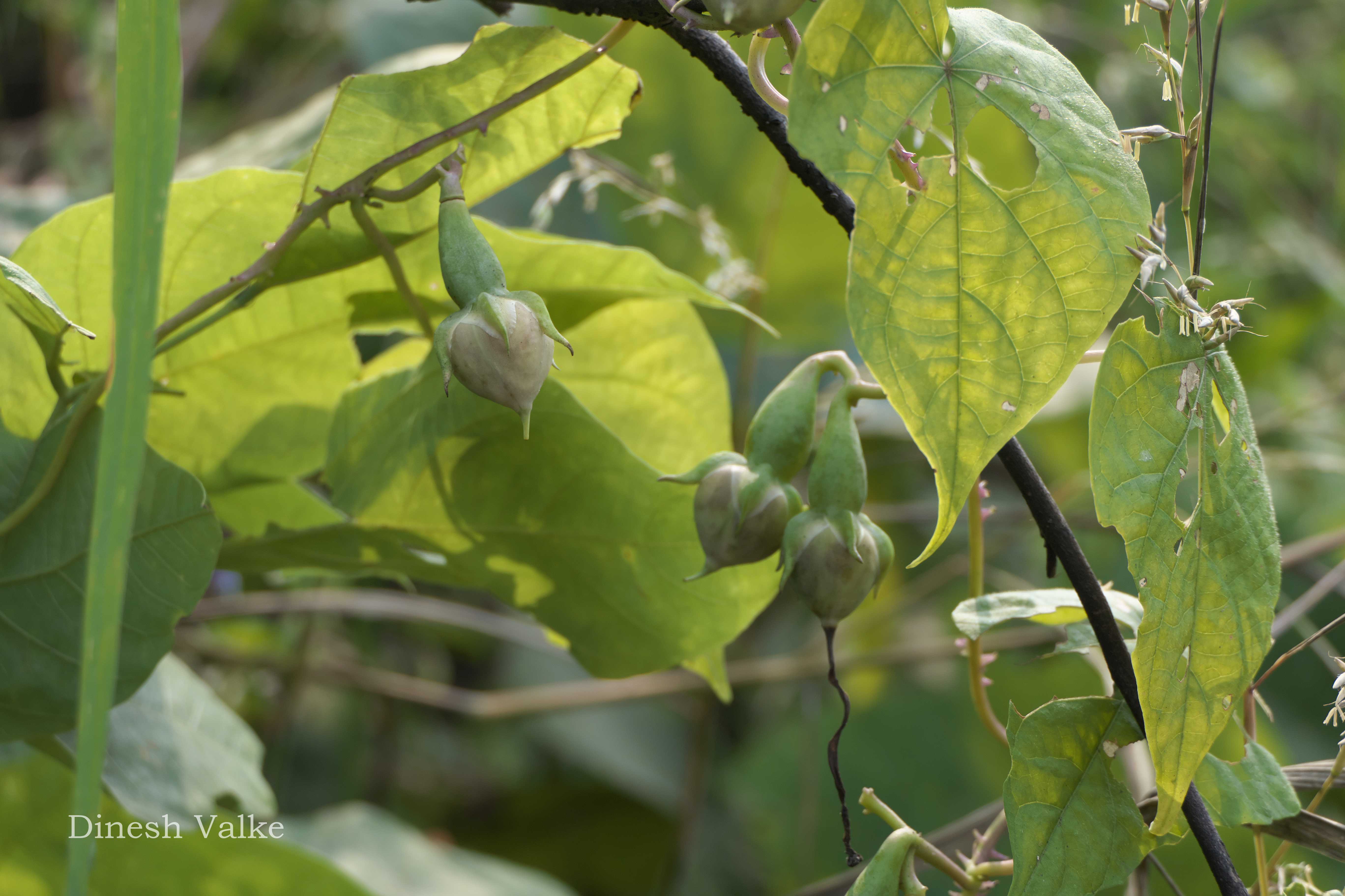 India Flora Online