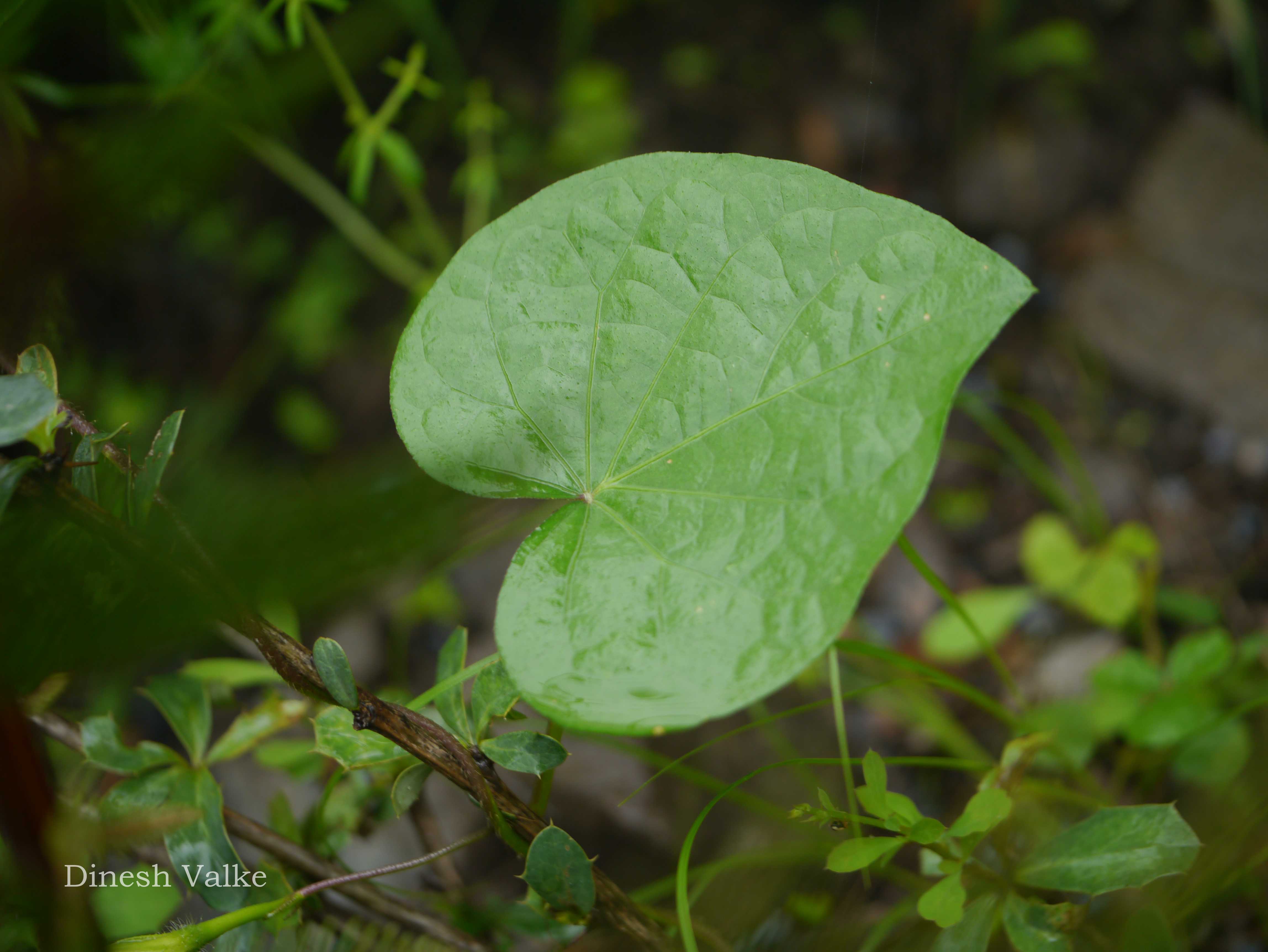 India Flora Online