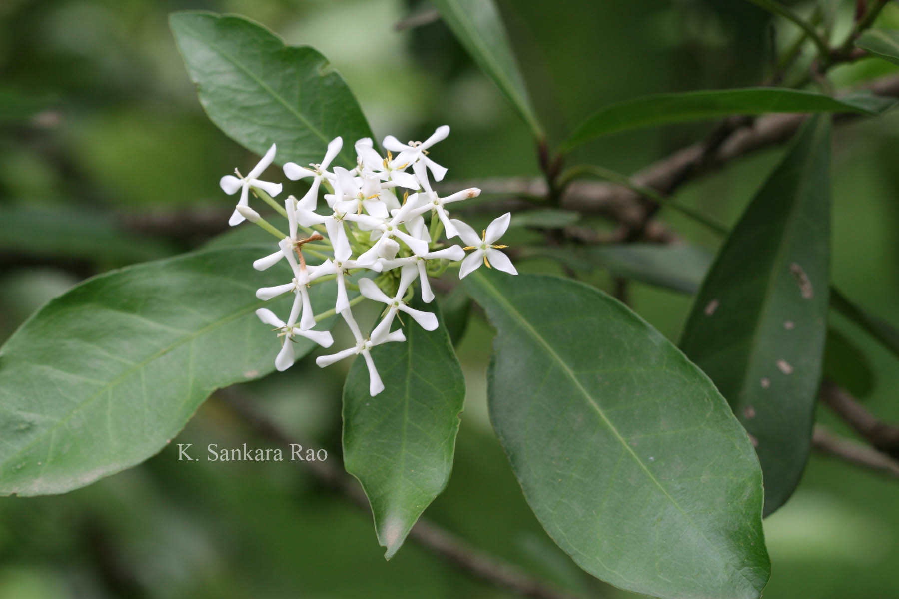 India Flora Online