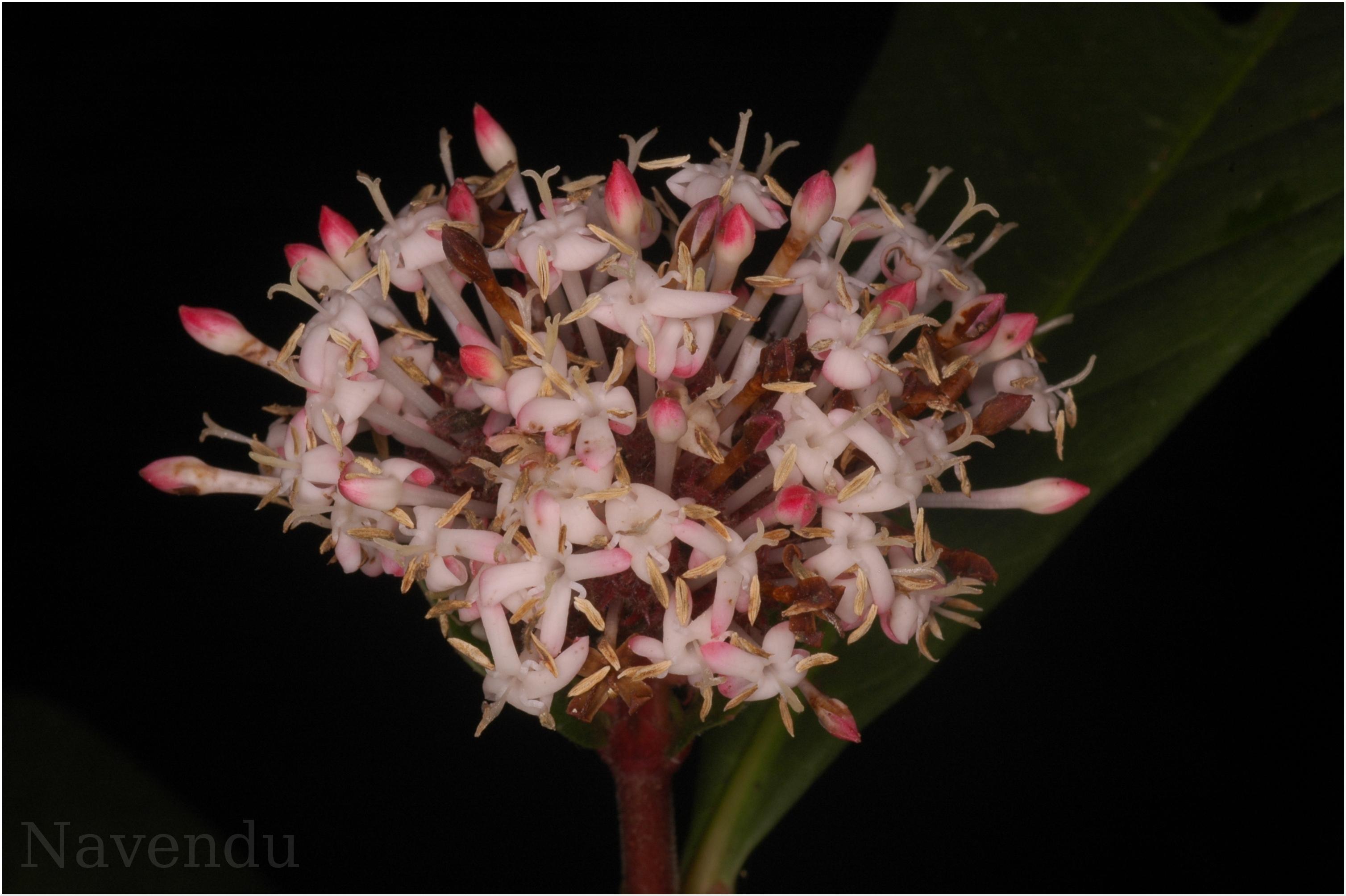 India Flora Online