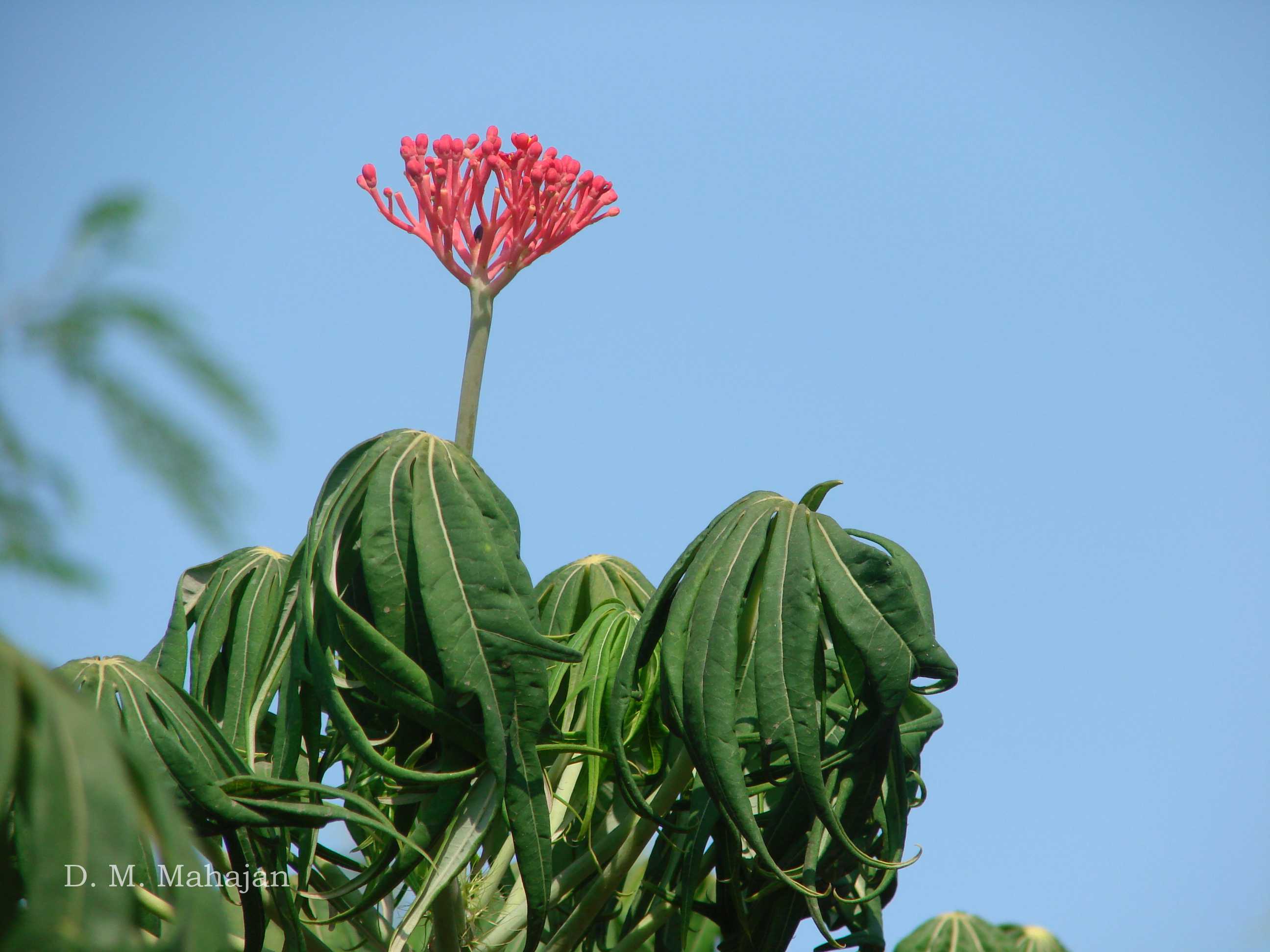 India Flora Online