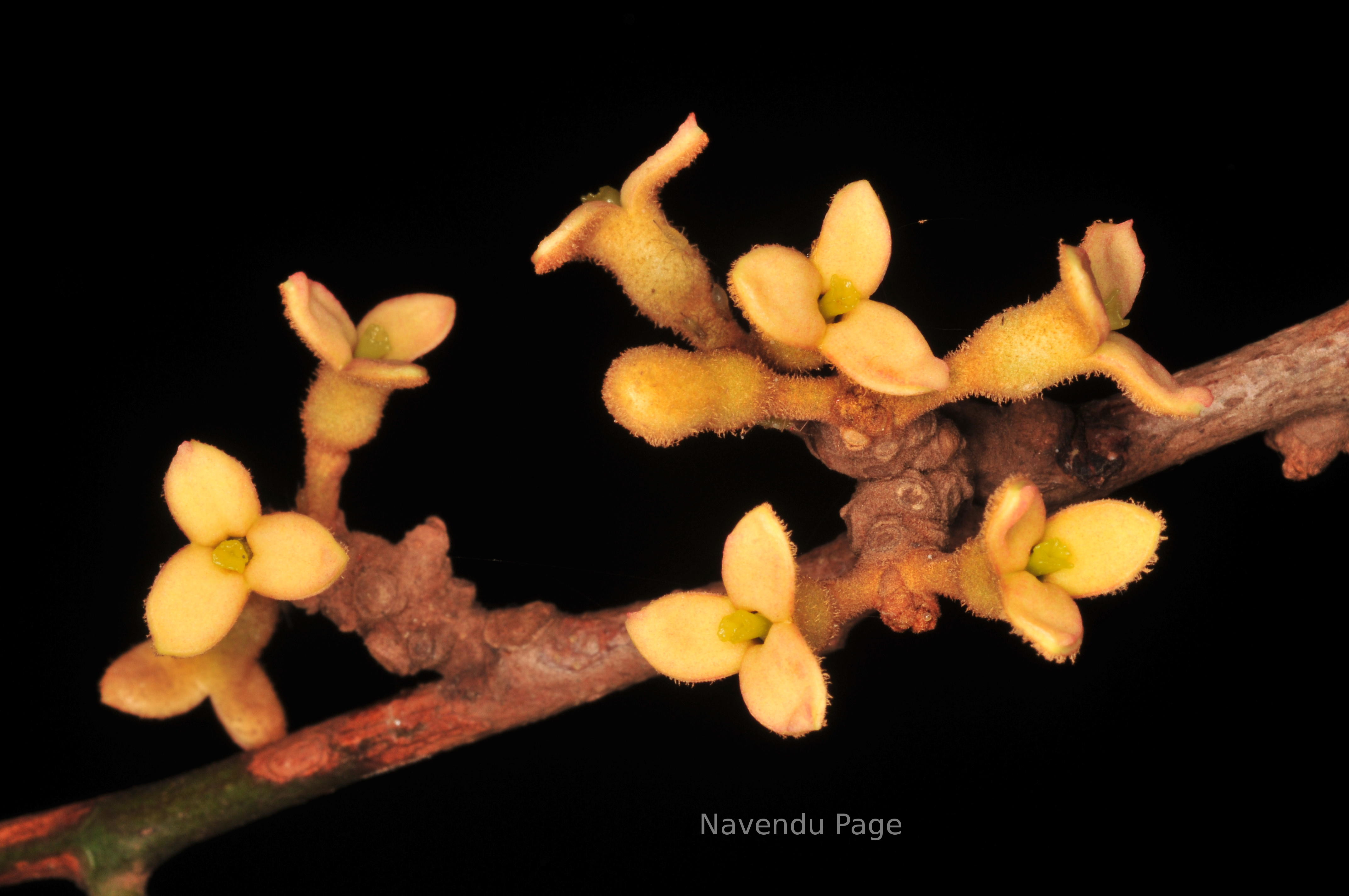 India Flora Online