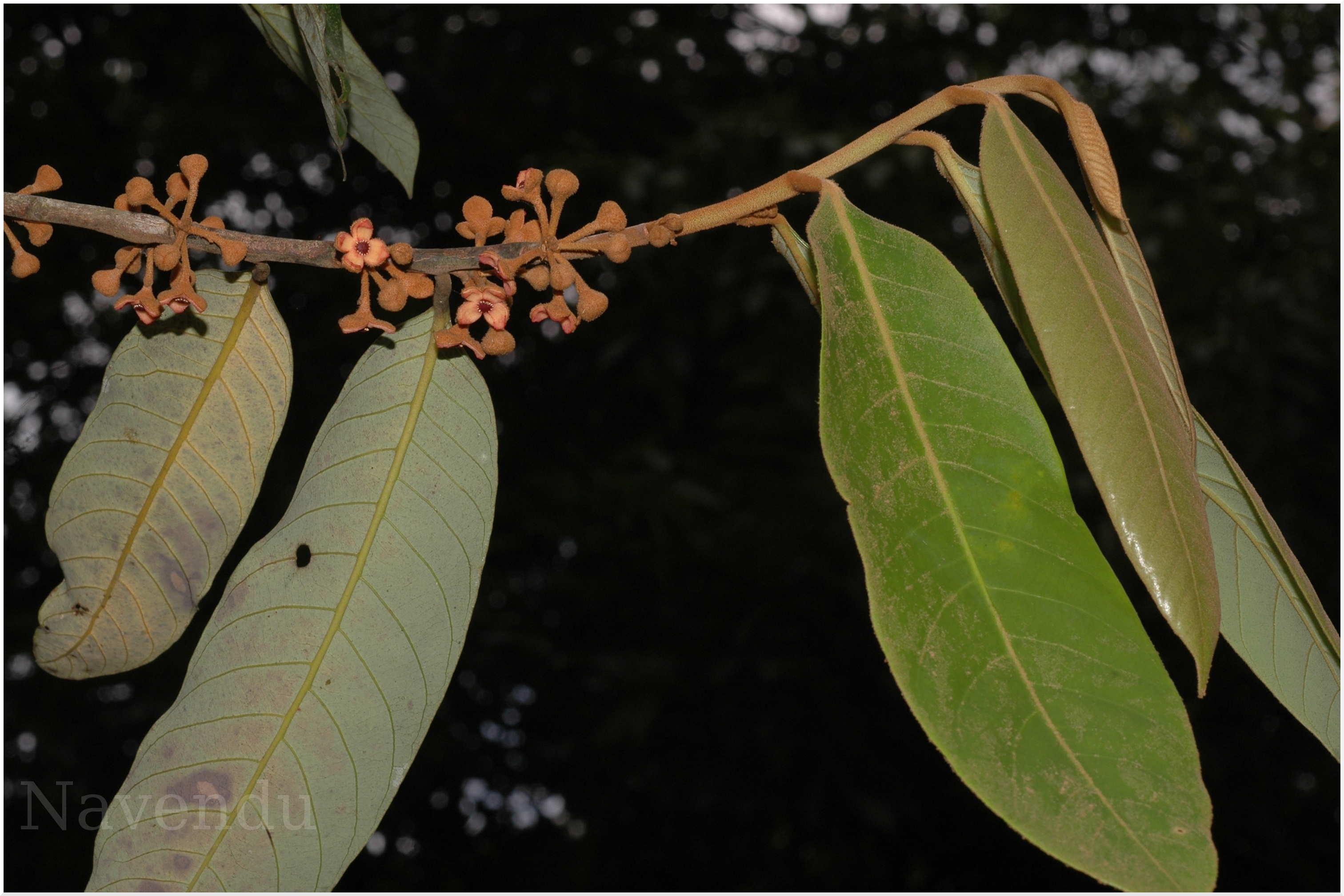 India Flora Online