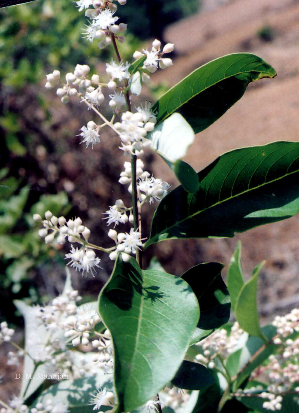 India Flora Online