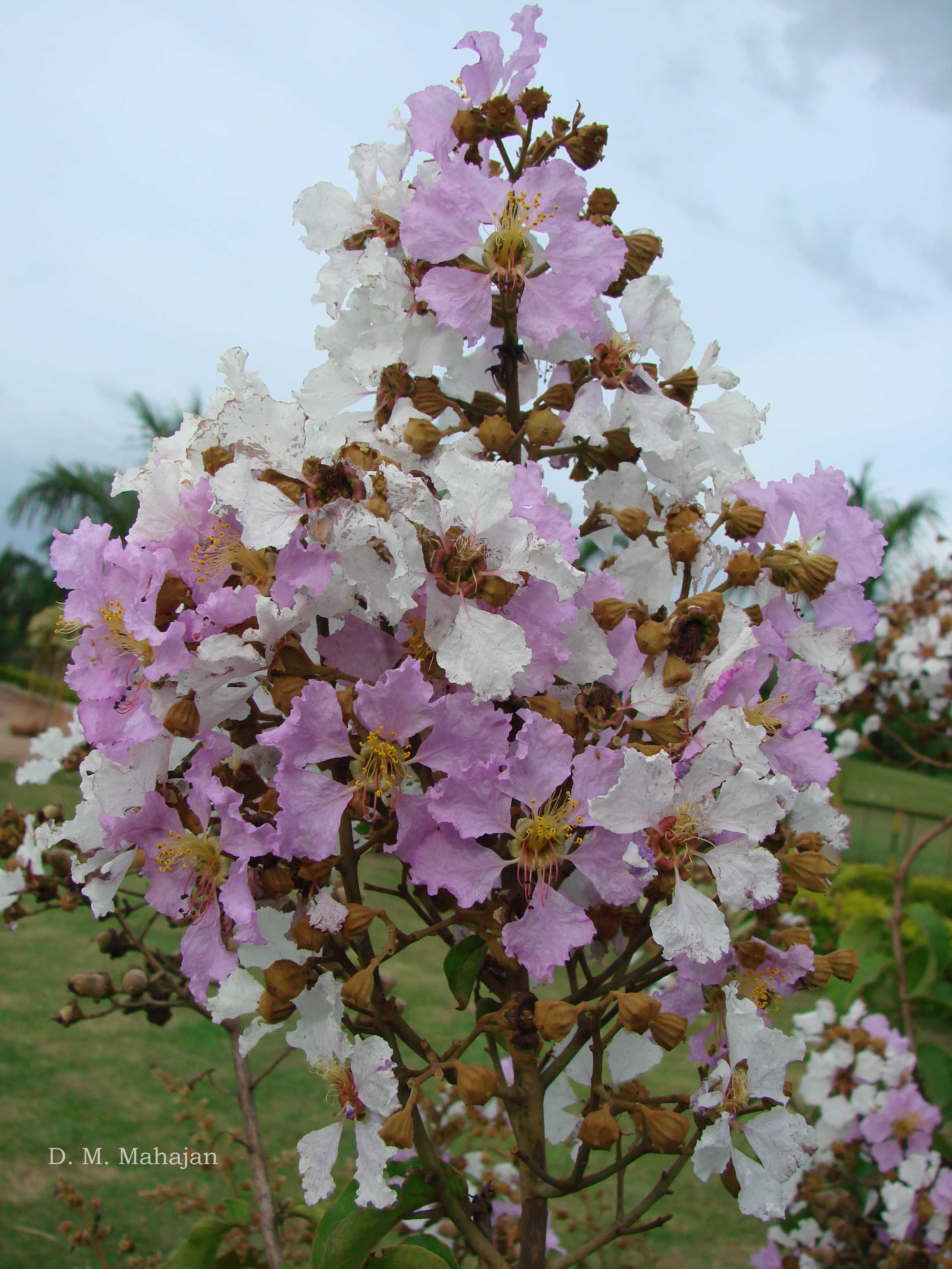 India Flora Online