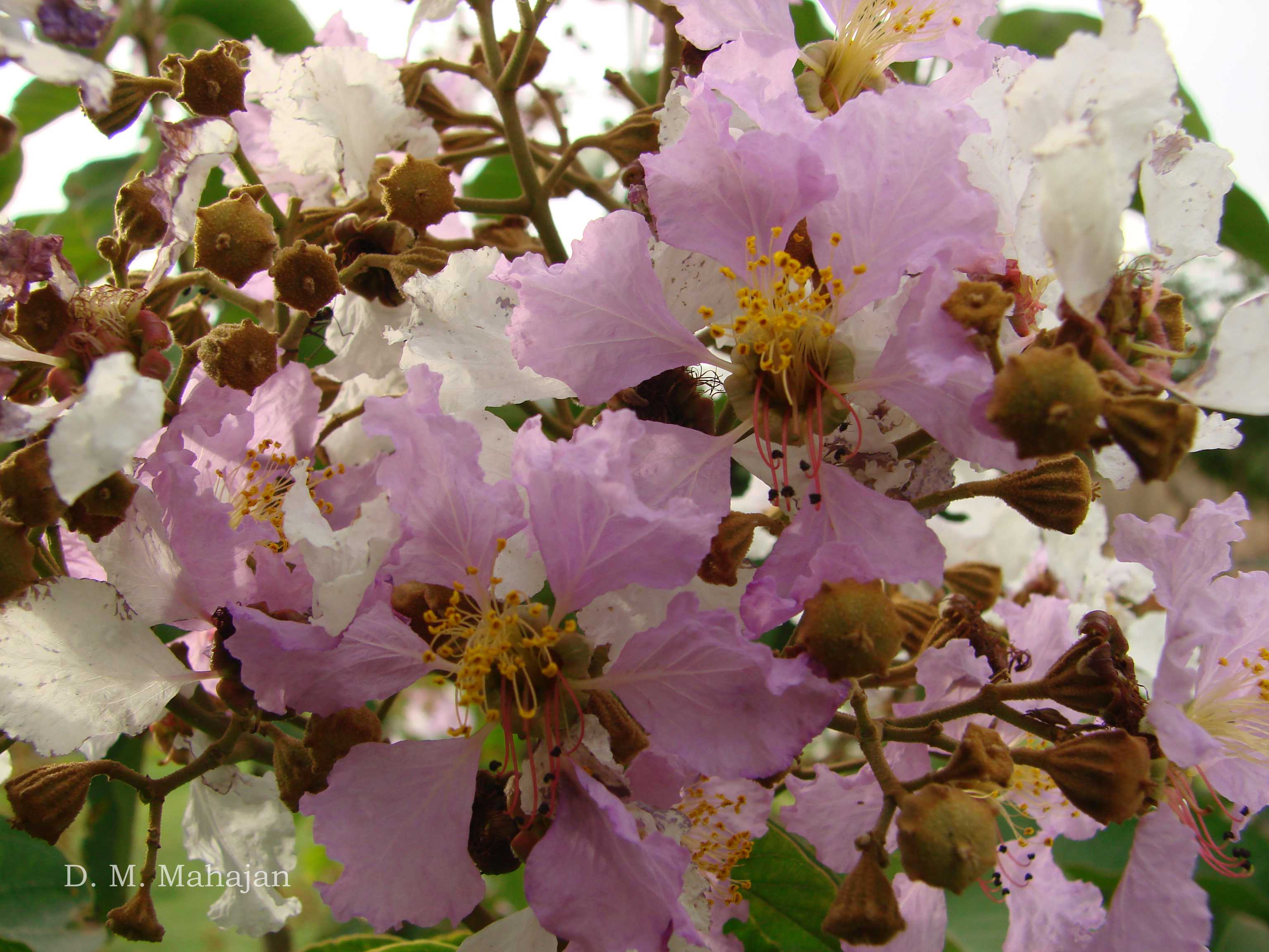 India Flora Online