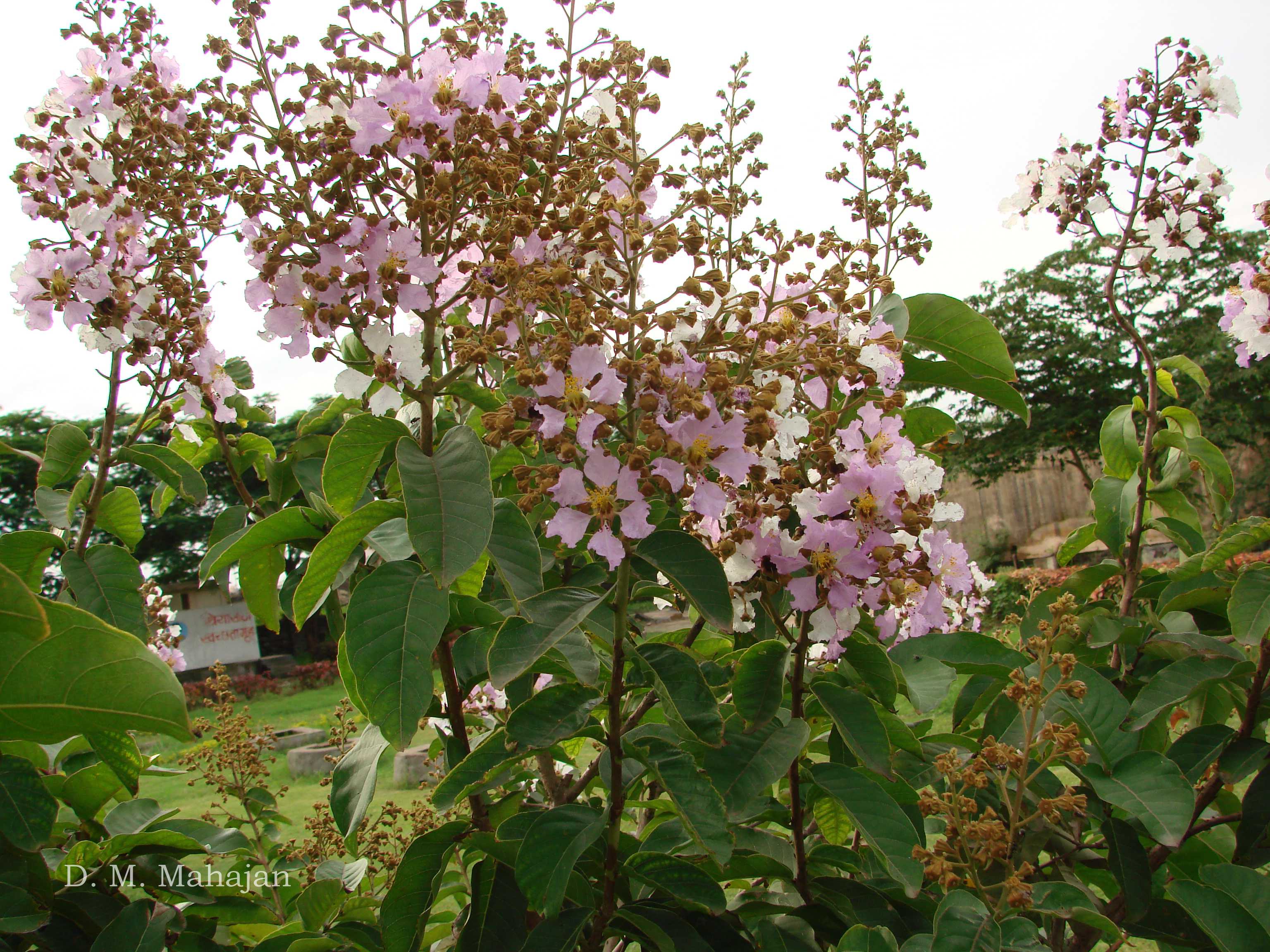 India Flora Online